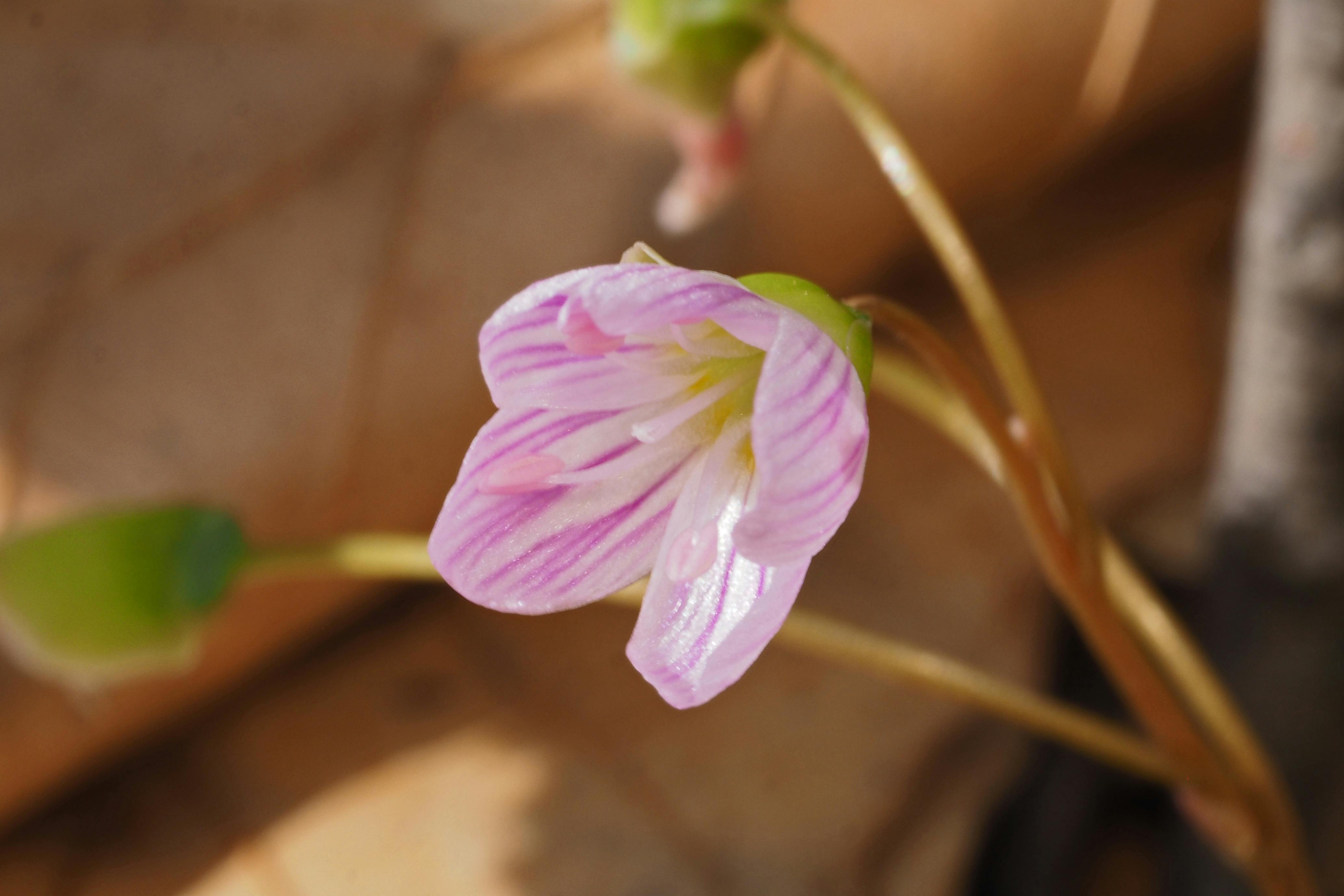 Vincent Cloutier - 写真