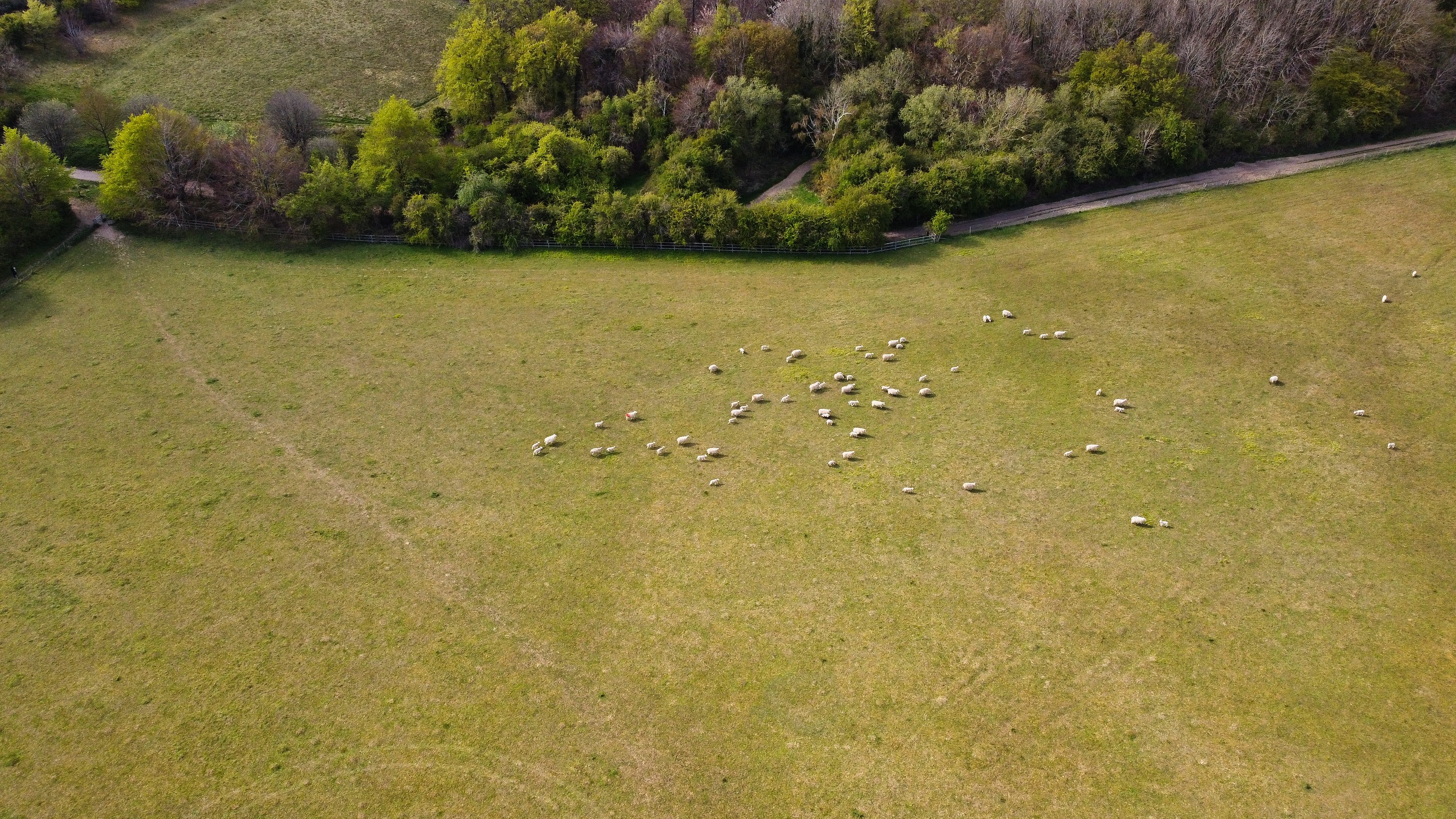 Animals on a Grass Field · Free Stock Photo