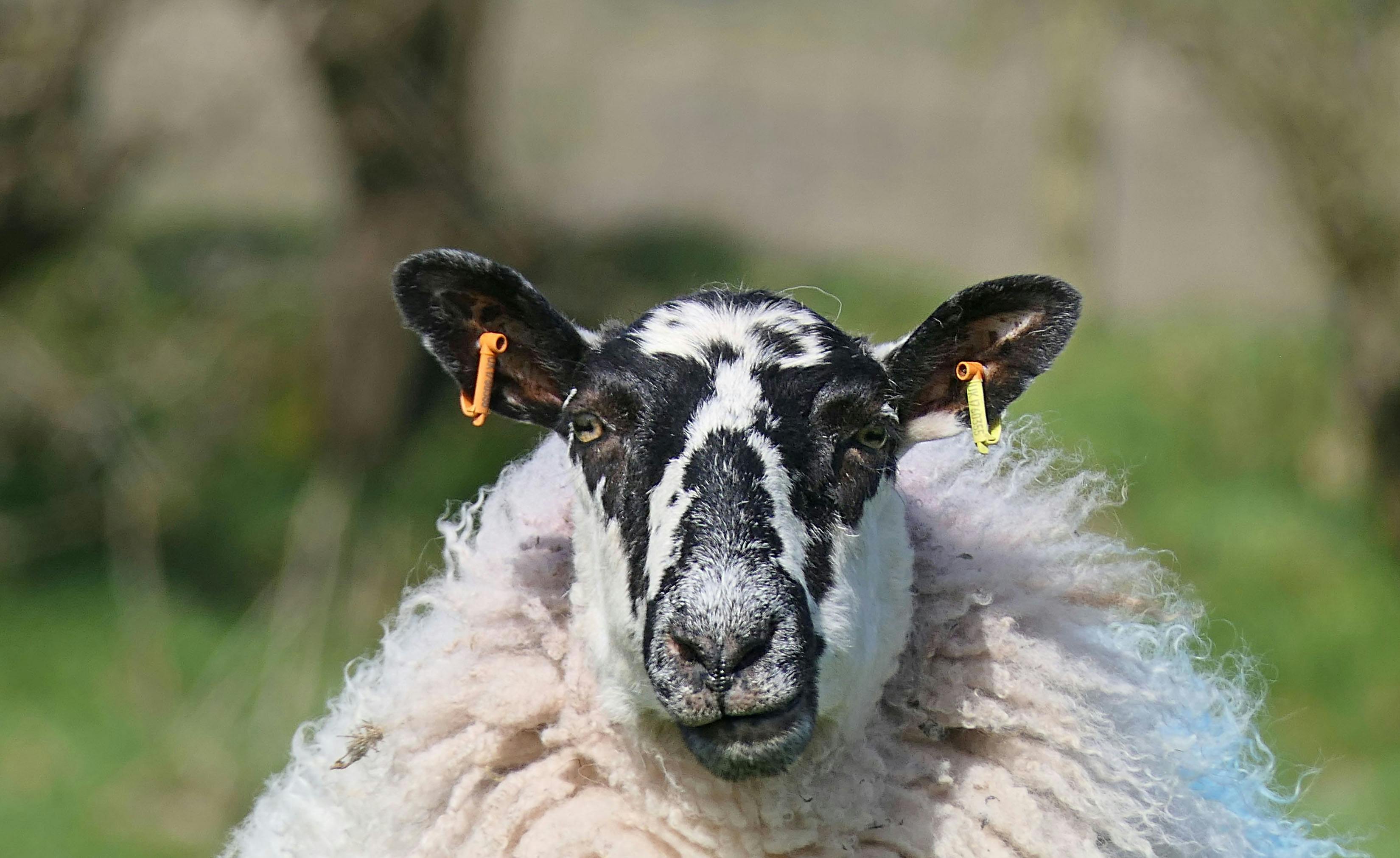 Texture of fluffy curly sheep wool · Free Stock Photo