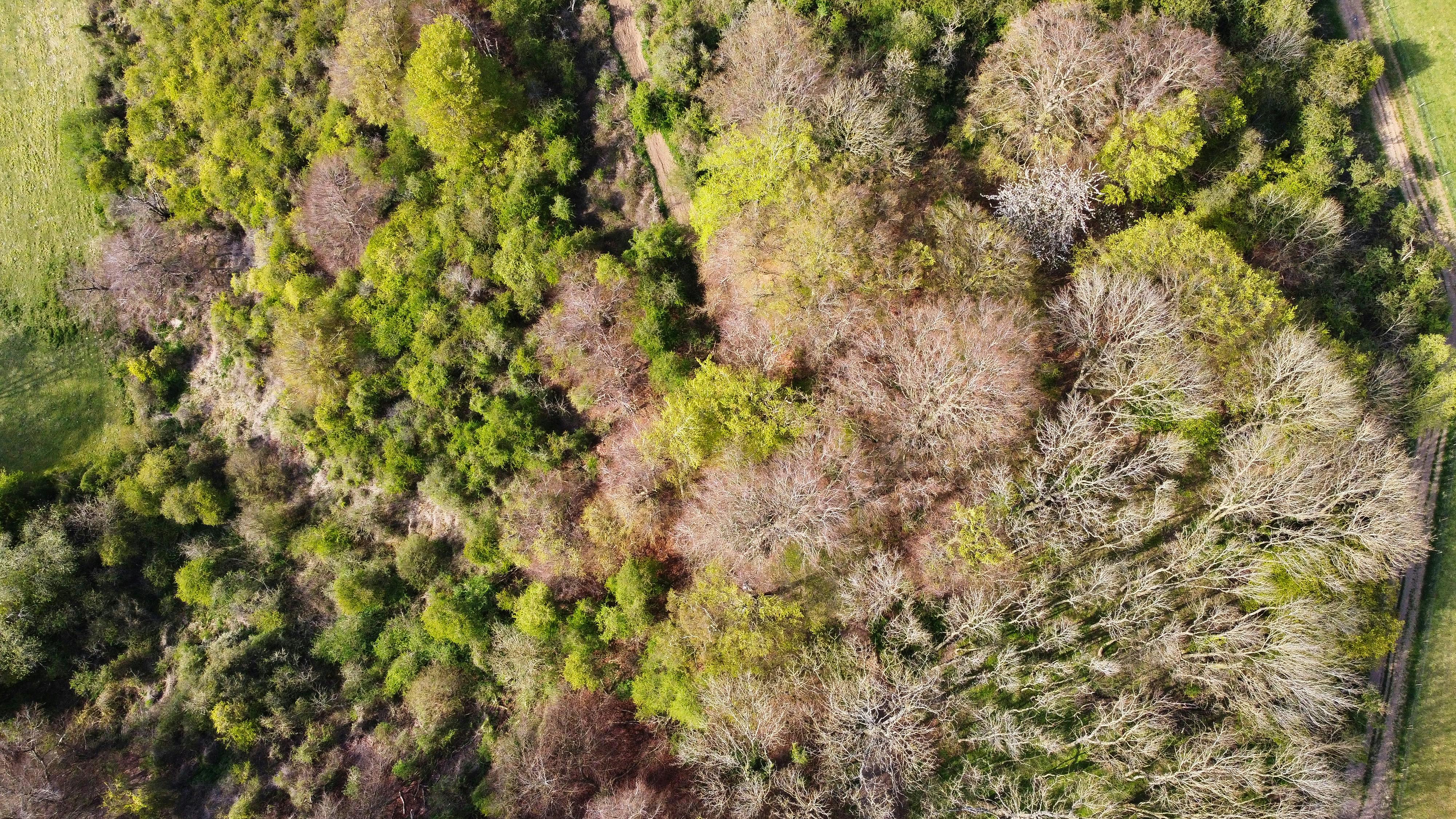 Aerial Photography of Trees · Free Stock Photo