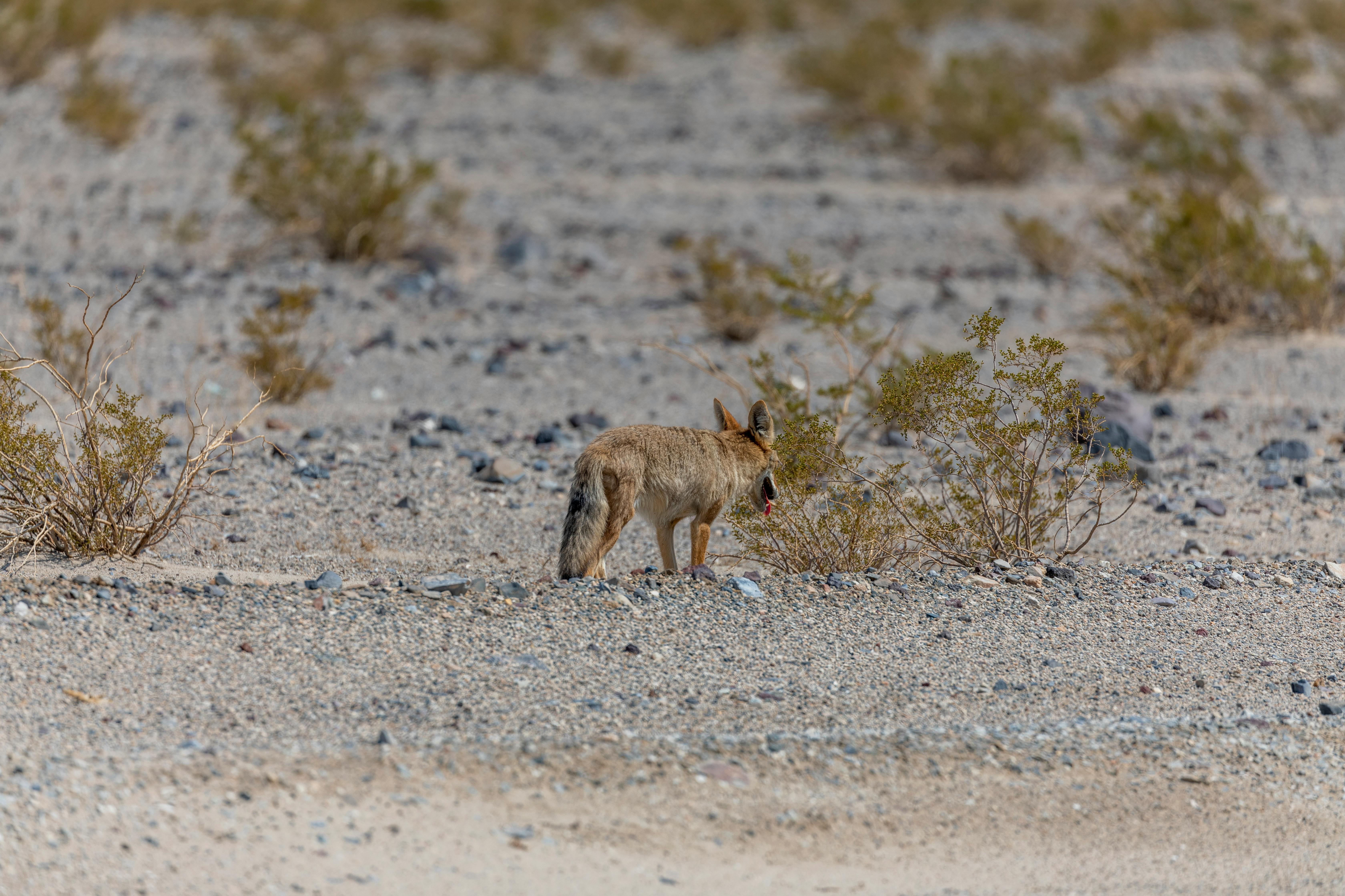 A Cayote Wandering in Desert · Free Stock Photo
