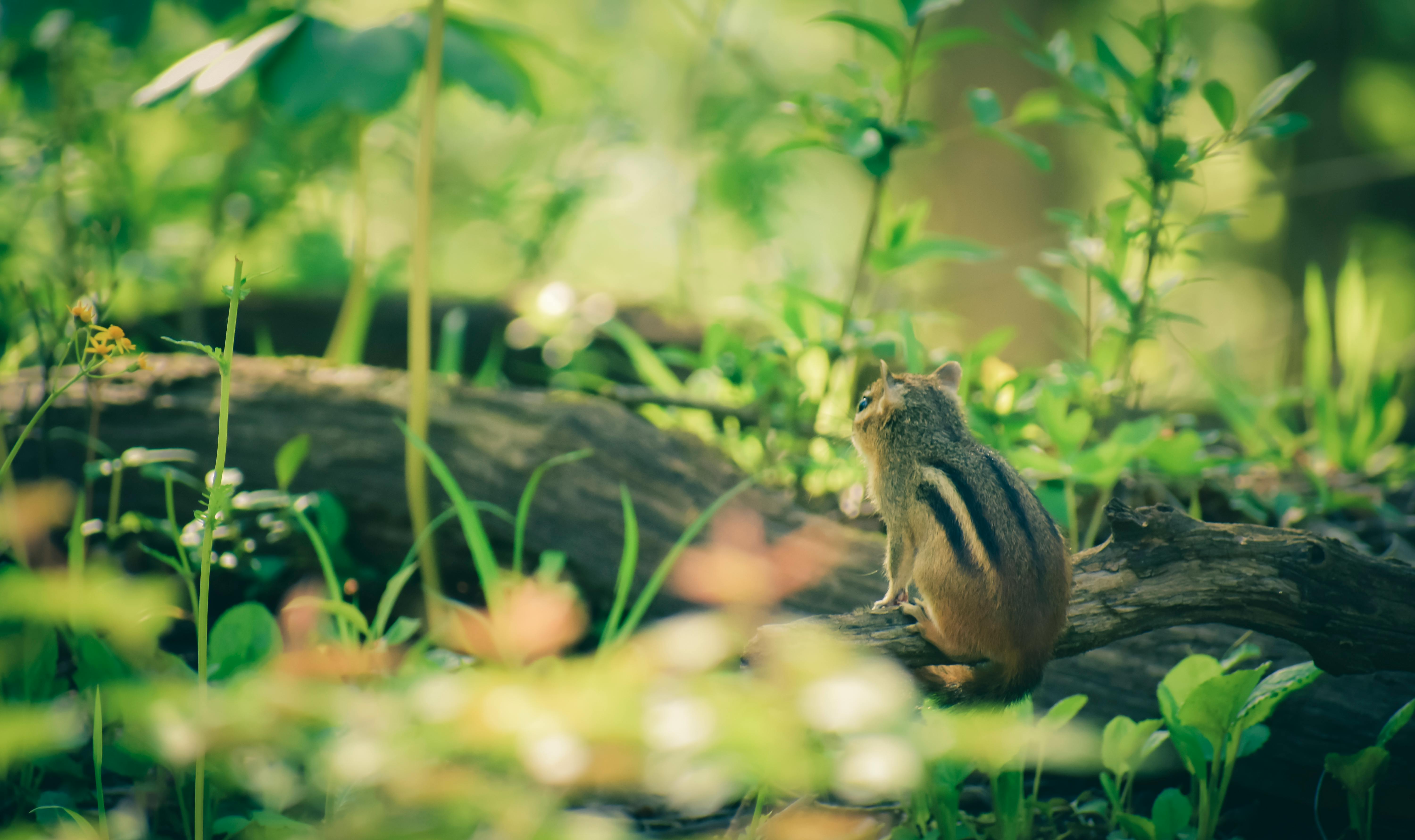 A Brown Chipmunk Sitting on Tree Branch · Free Stock Photo