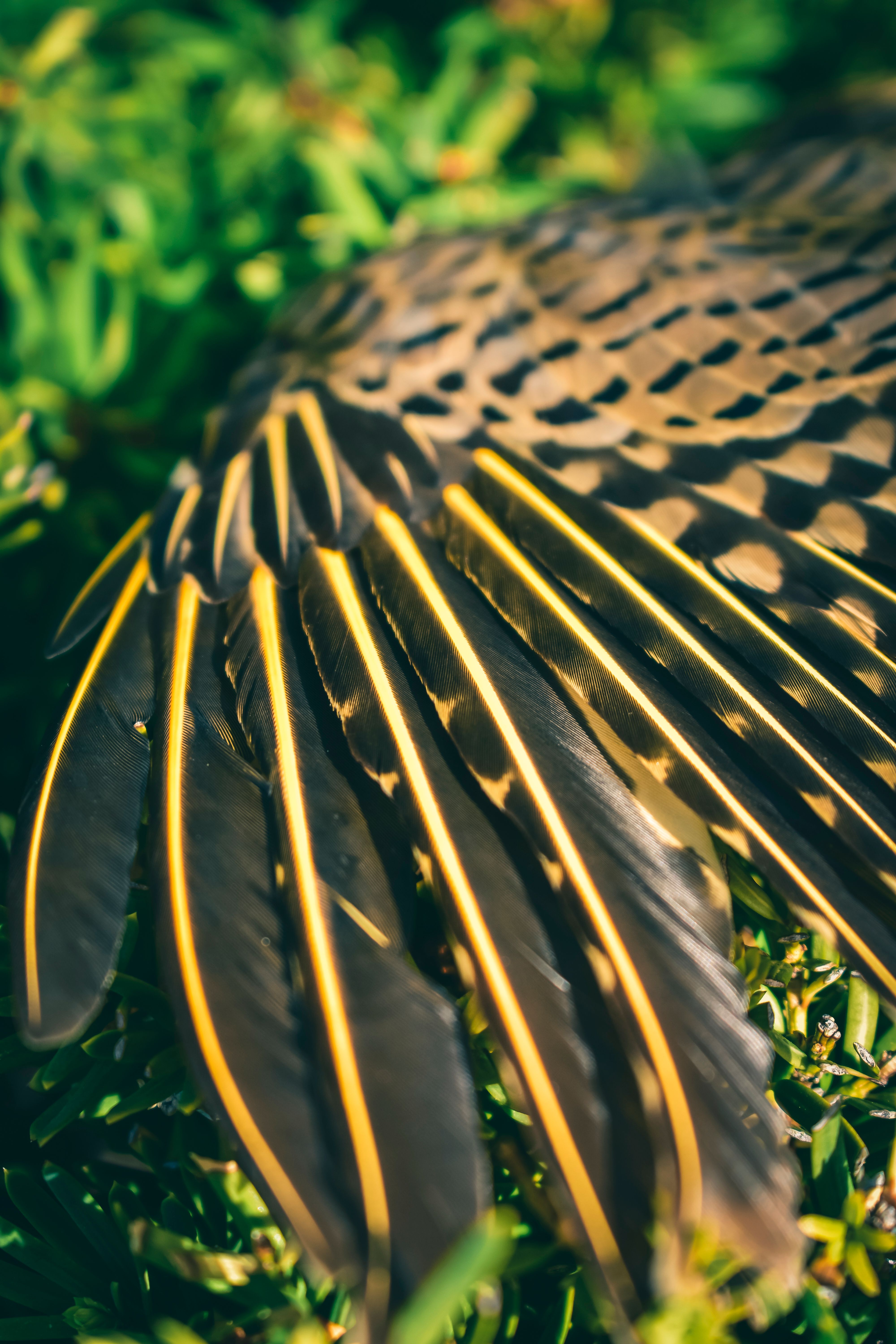 Close-Up Shot of A Bird's Feathers · Free Stock Photo