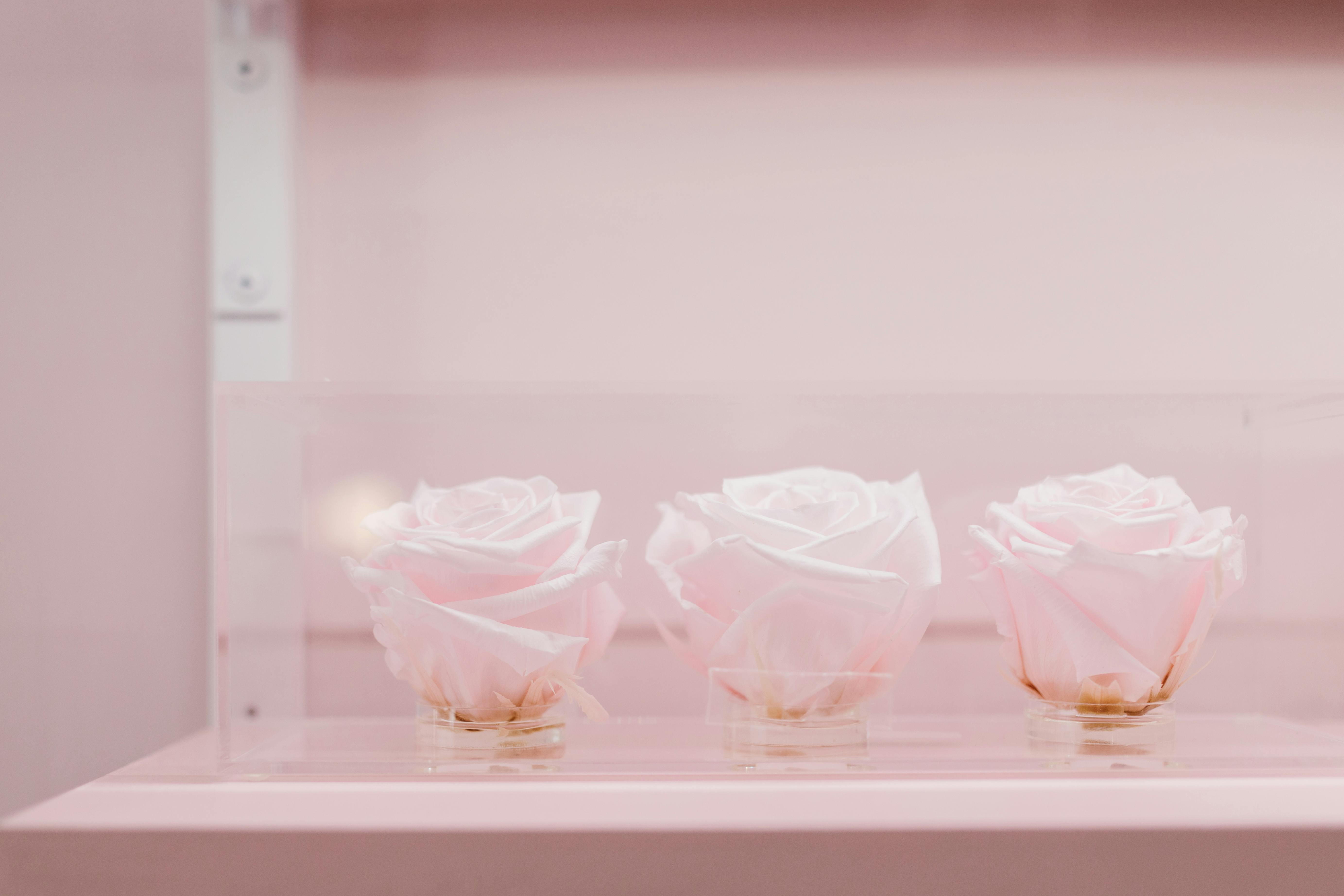 Pink Display Photos, Download The BEST Free Pink Display Stock Photos ...