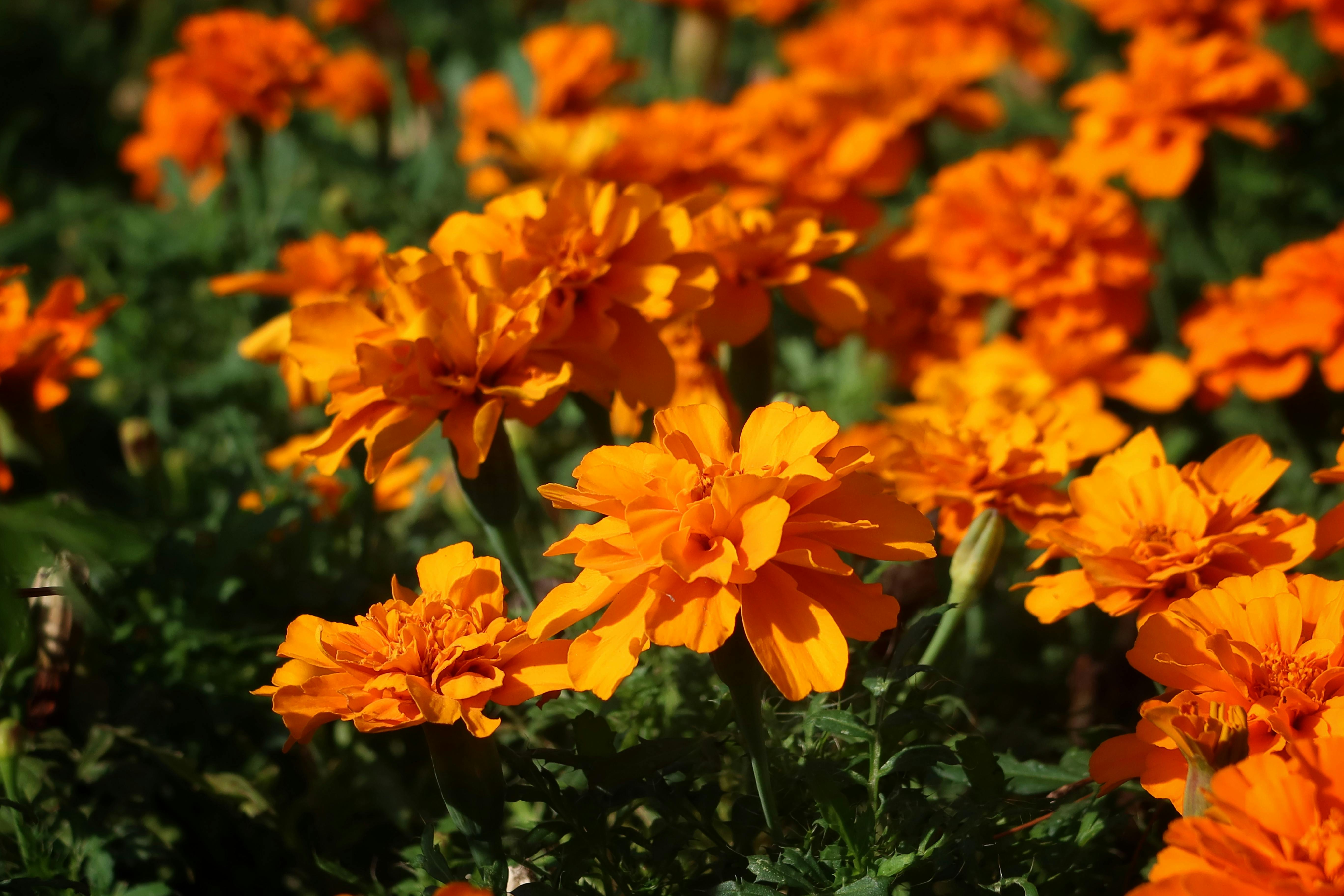 Beautiful Marigold Photos, Download The BEST Free Beautiful Marigold ...