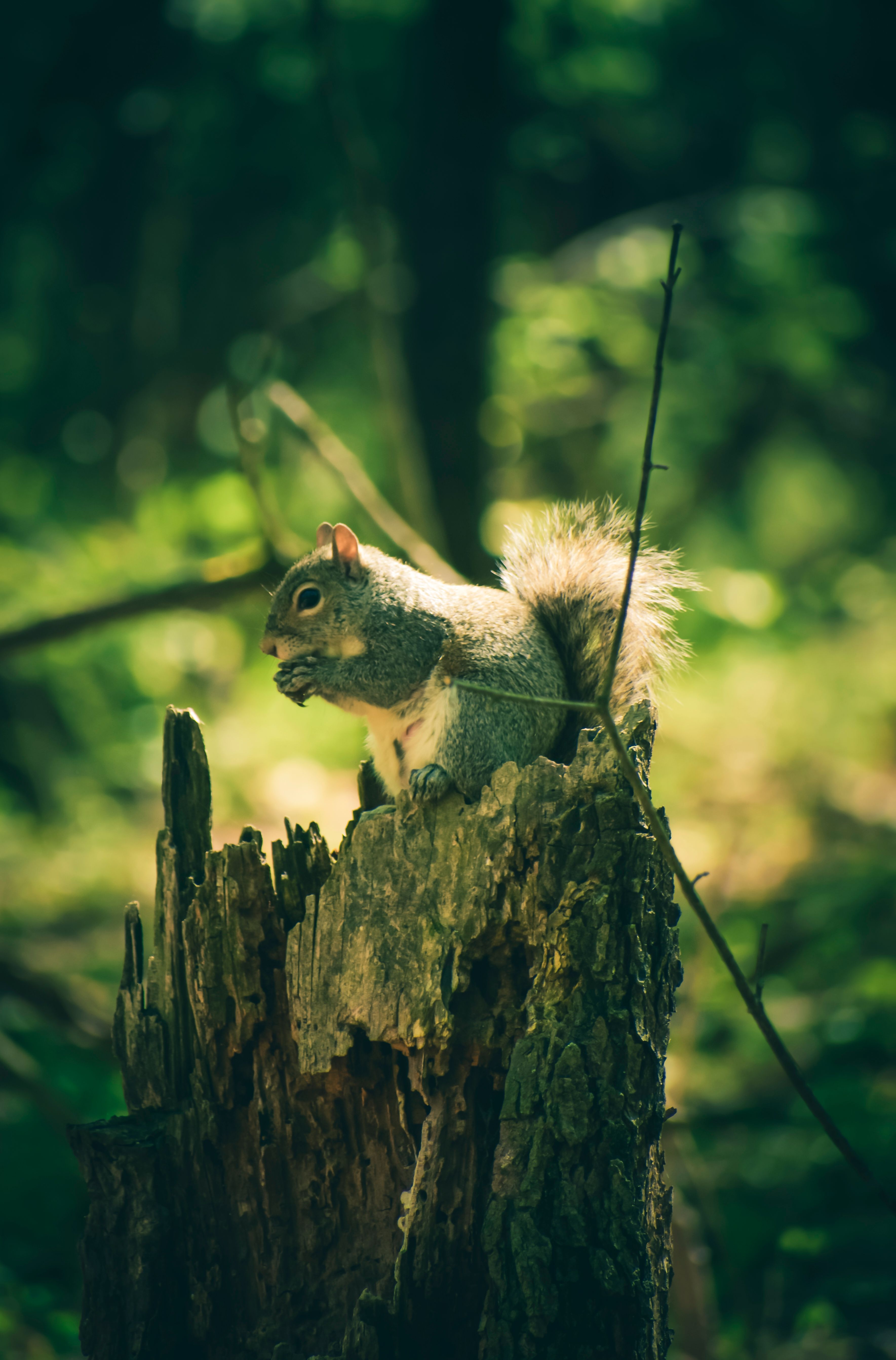 Photo of Squirrel near Plants · Free Stock Photo