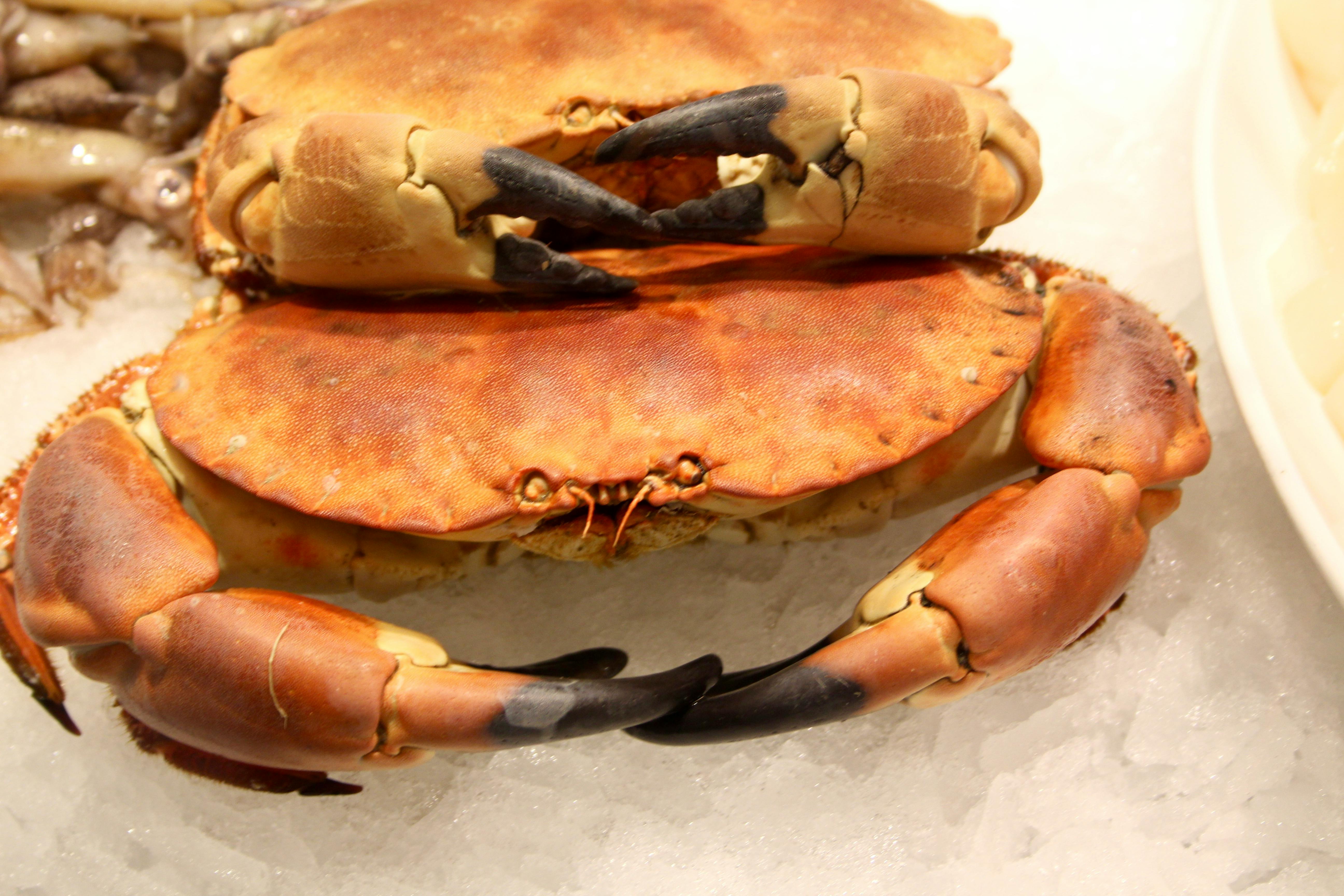 Free stock photo of crab