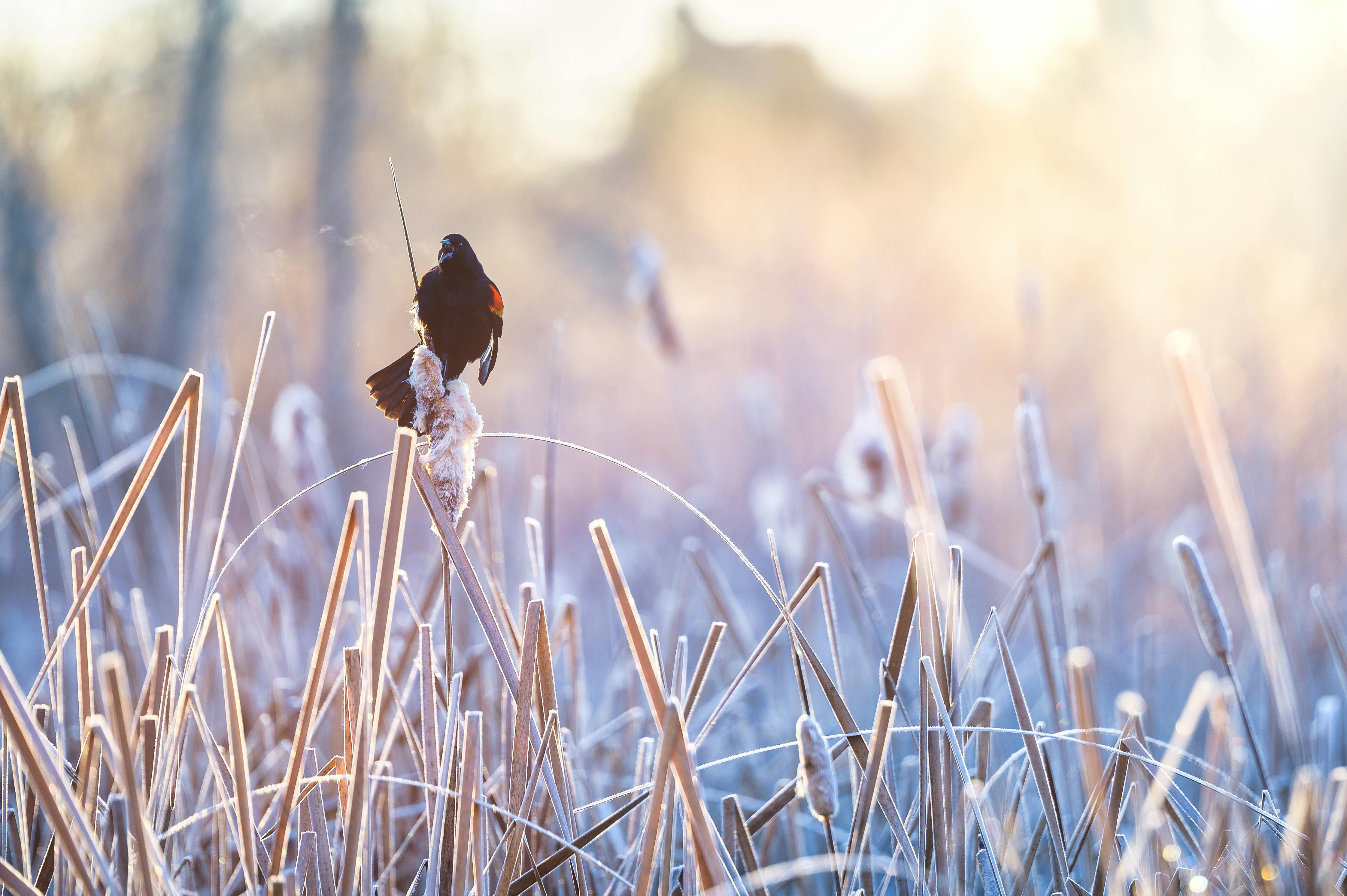 Vertical Bird Background Photos, Download The BEST Free Vertical Bird ...