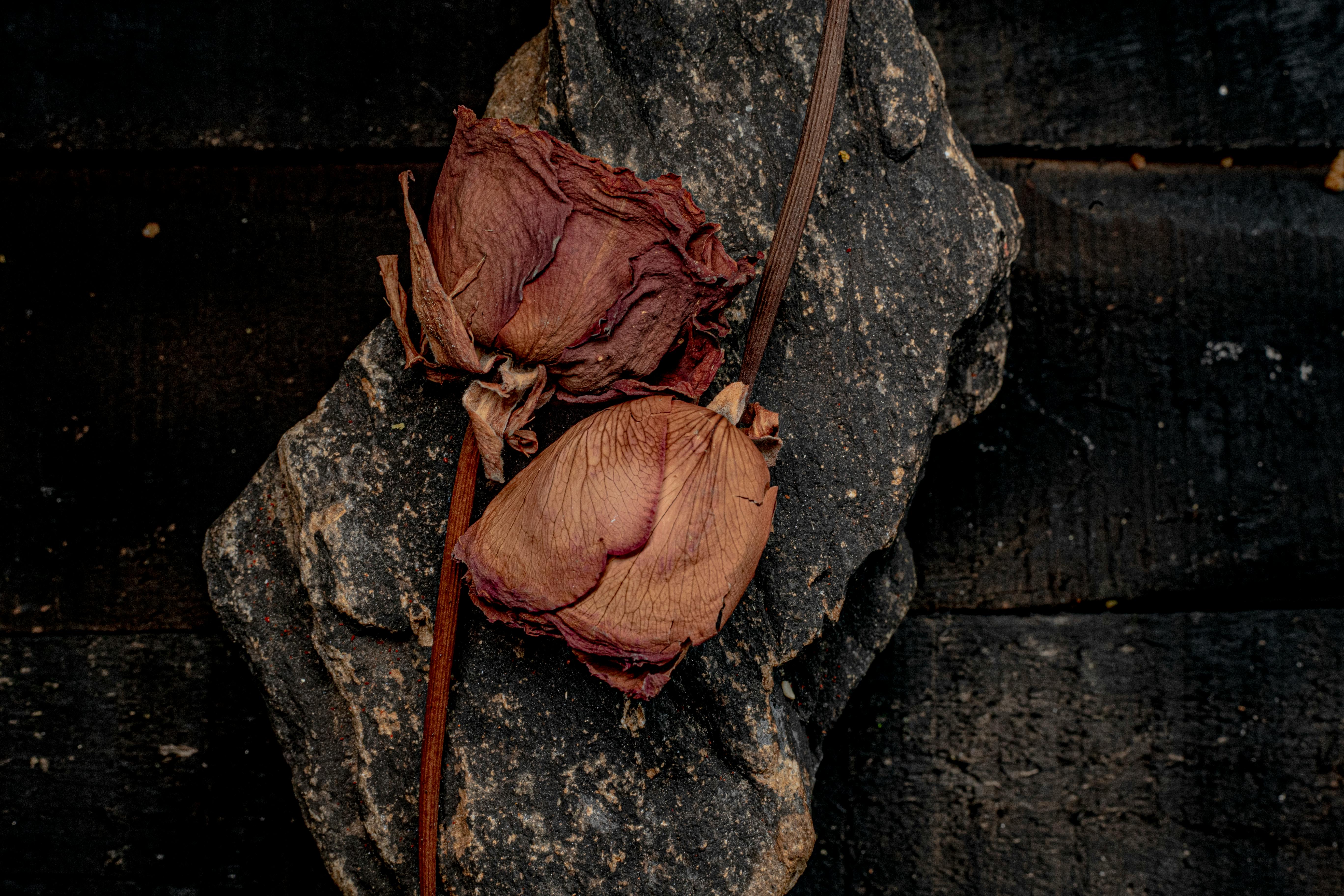 Dried Roses Lying on a Rock in Opposite Directions · Free Stock Photo