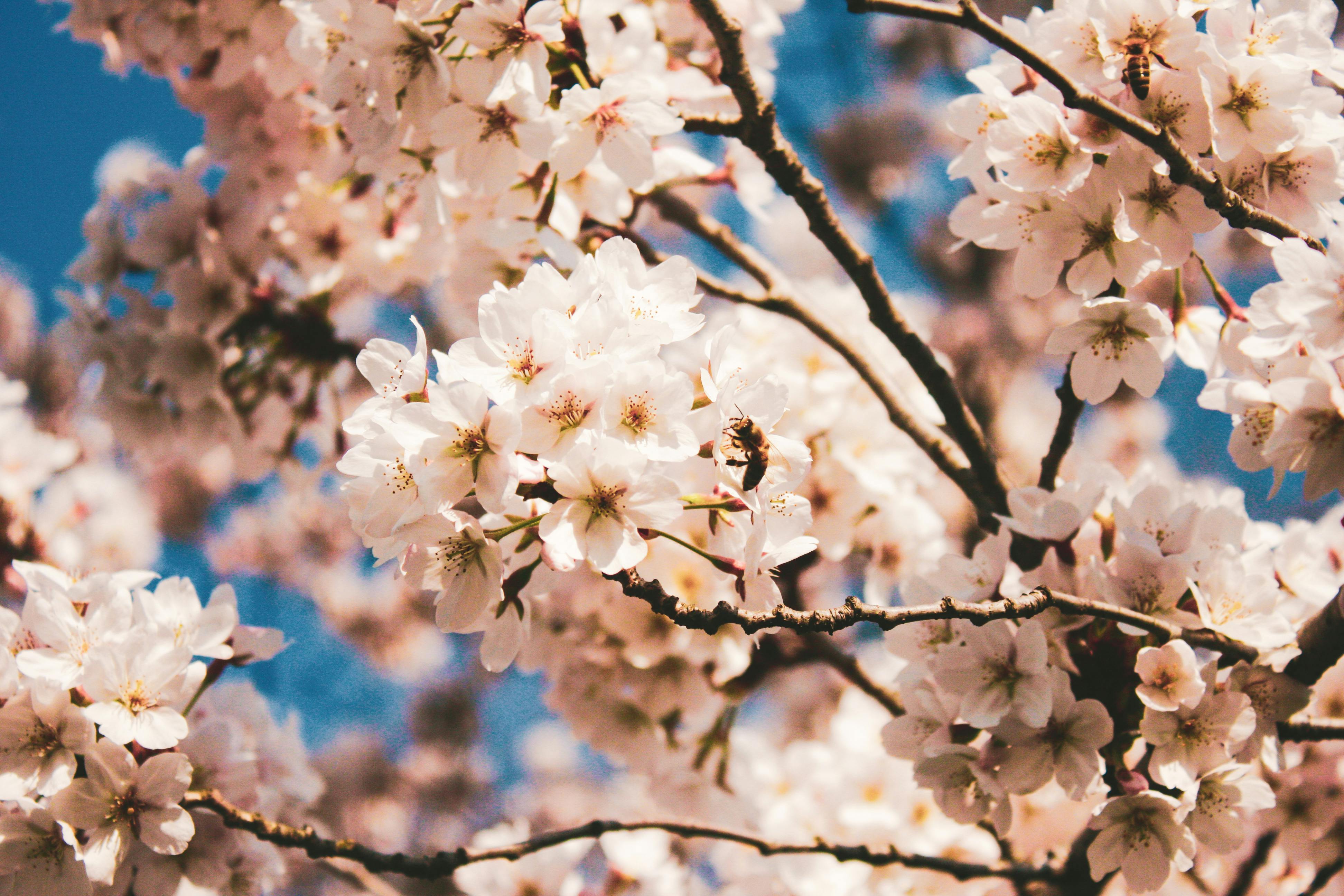 Selective Focus Photograph of Pink Cherry Blossoms · Free Stock Photo