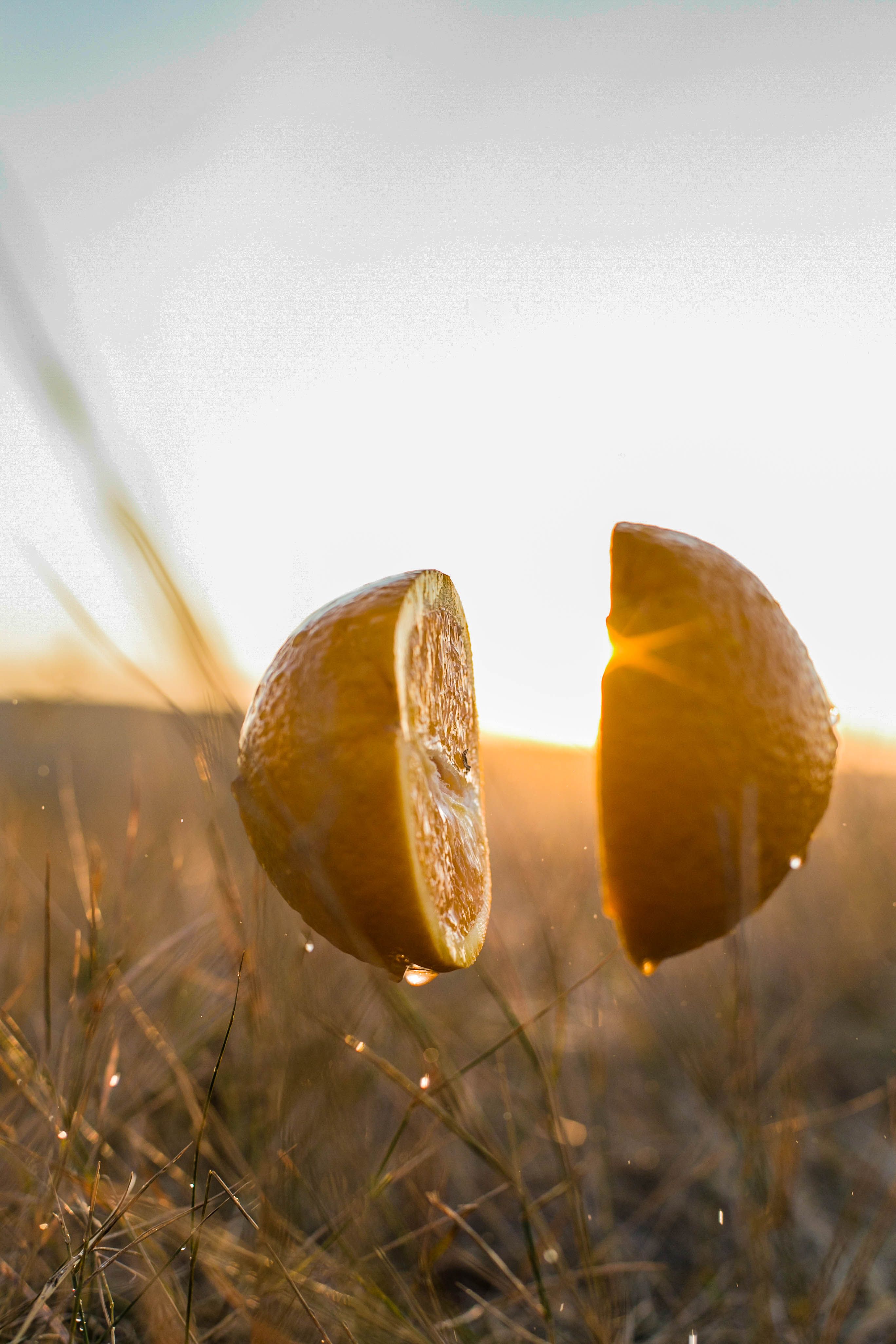 Backlit Half Photos, Download The BEST Free Backlit Half Stock Photos ...