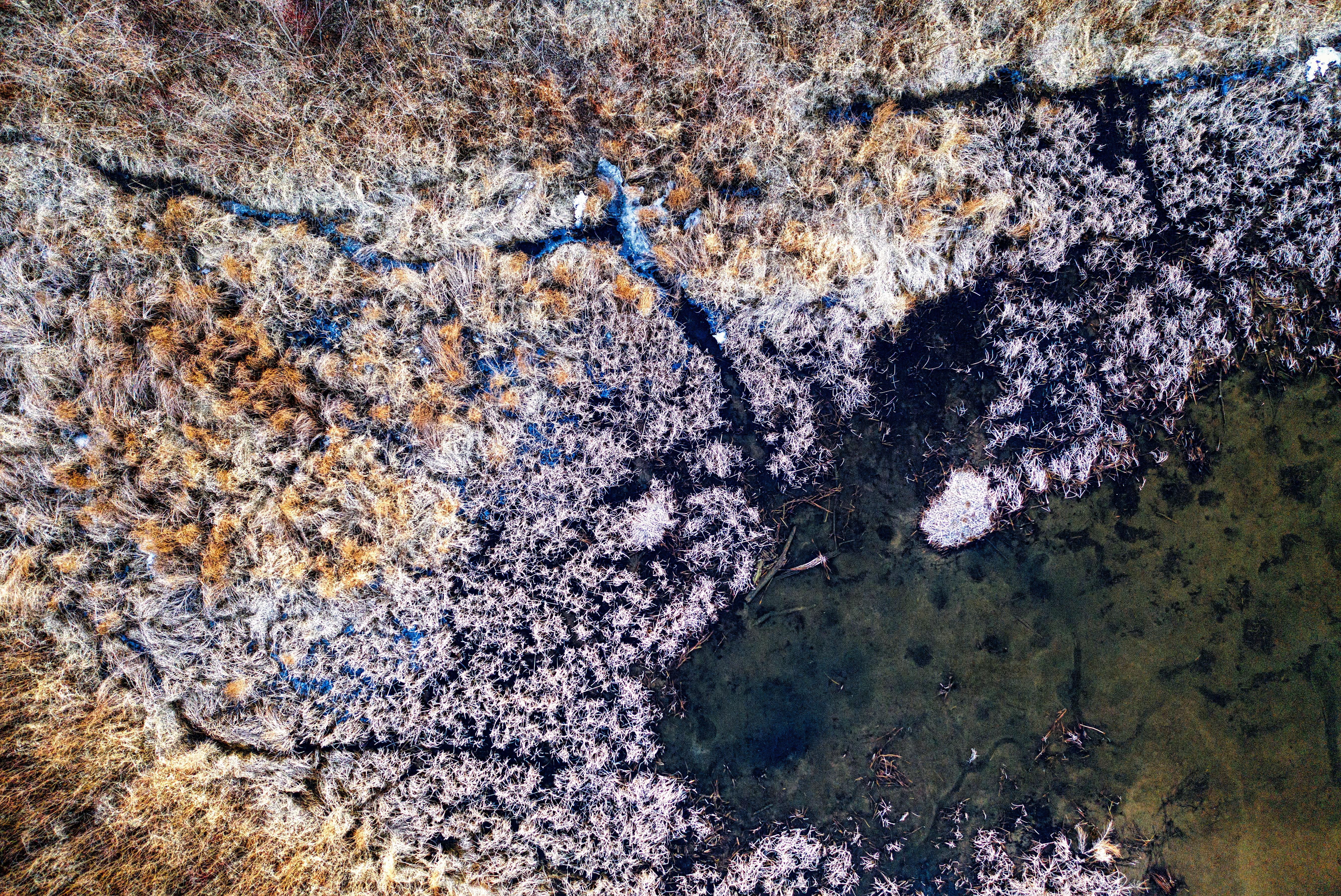 Frozen Swamp Photos, Download The BEST Free Frozen Swamp Stock Photos ...