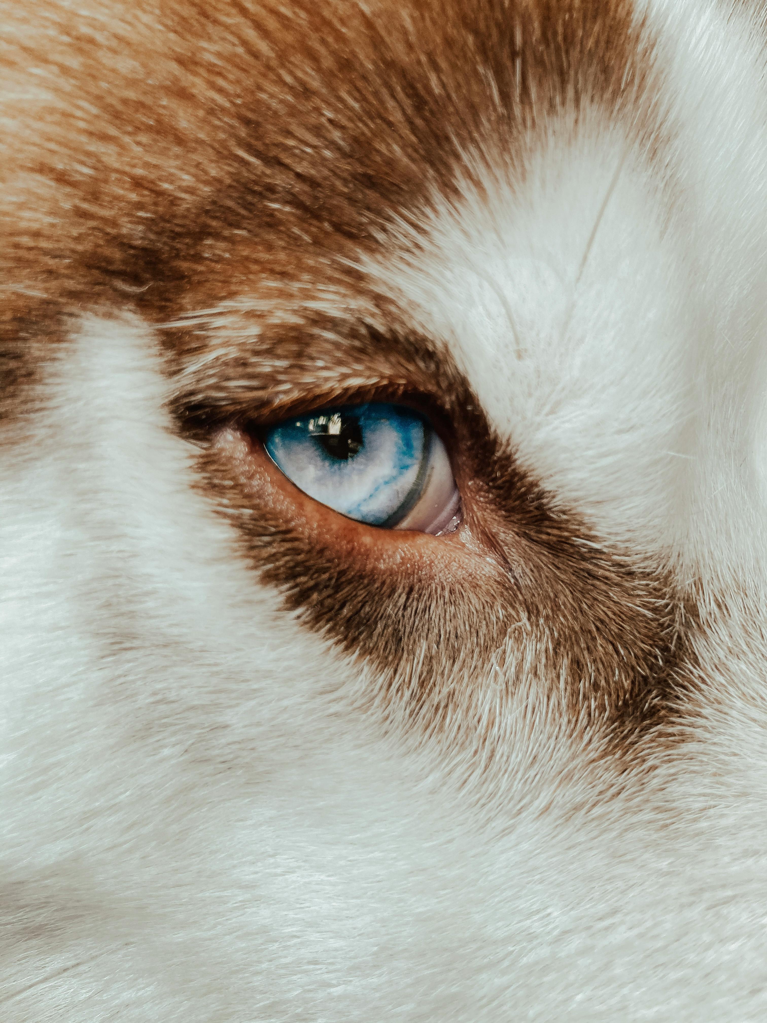 Close Up Photo of a Dog's Eye · Free Stock Photo