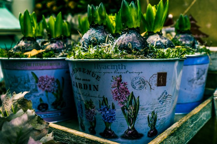 Growing Chicago Hardy Fig in Container: A Step-by-Step Guide