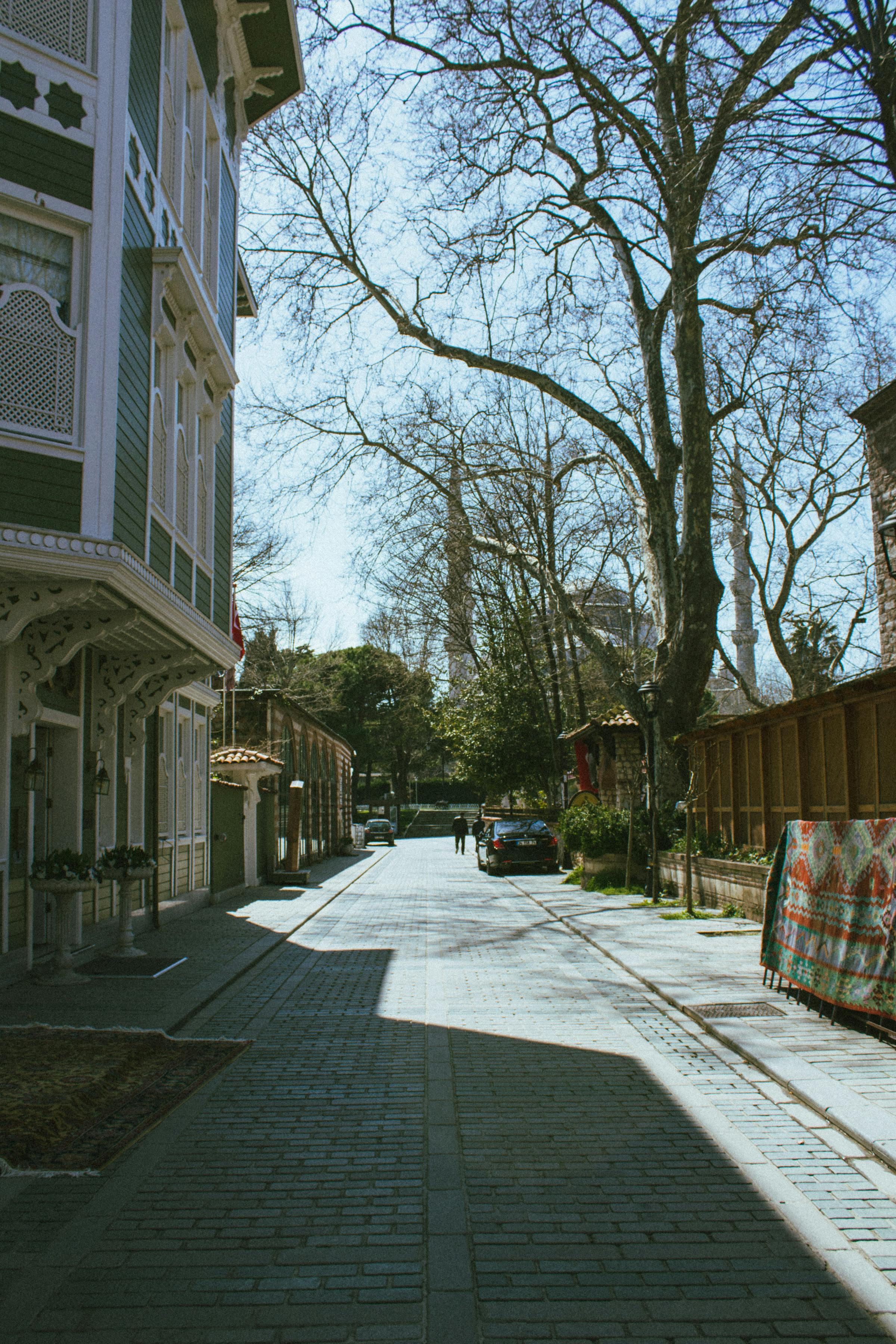 Photo of Trees Near Buildings · Free Stock Photo
