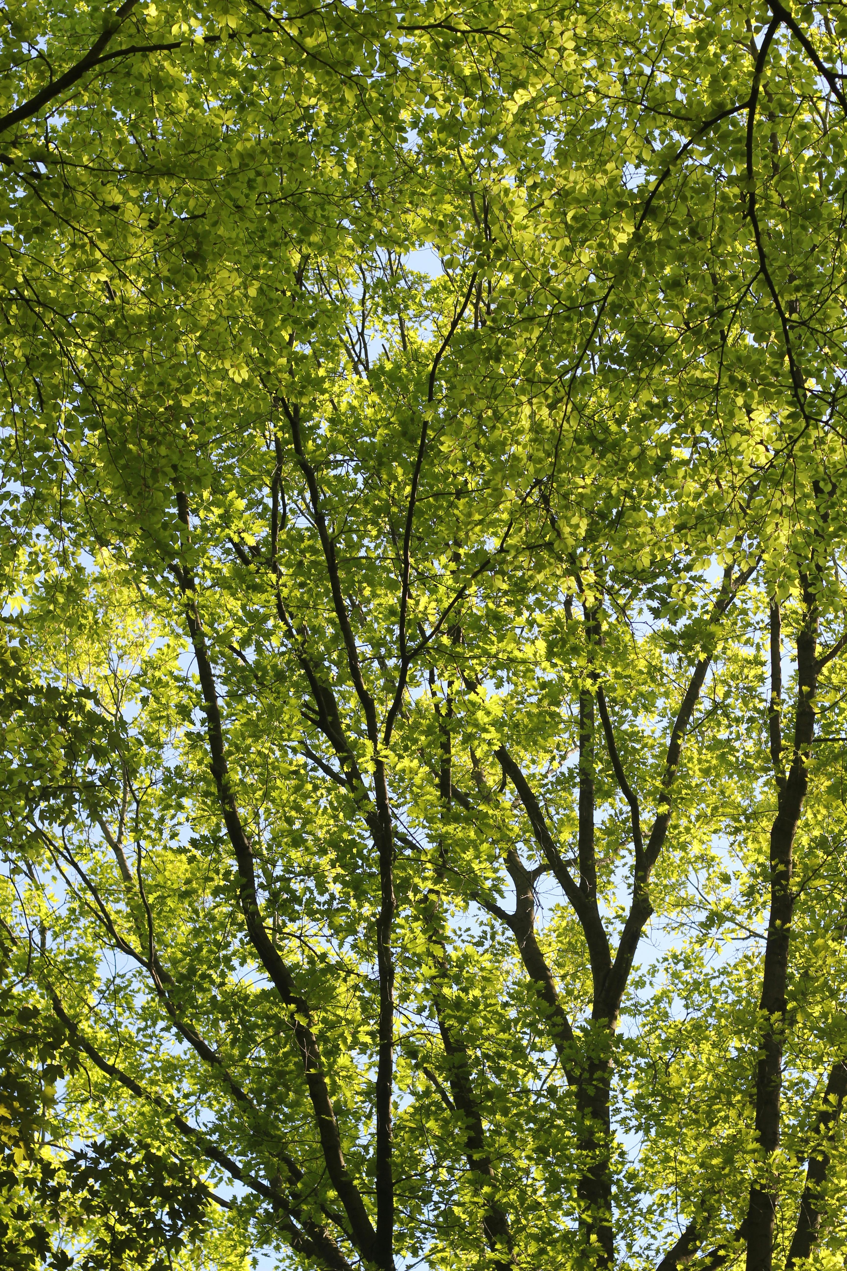 Leaves on a Tree · Free Stock Photo