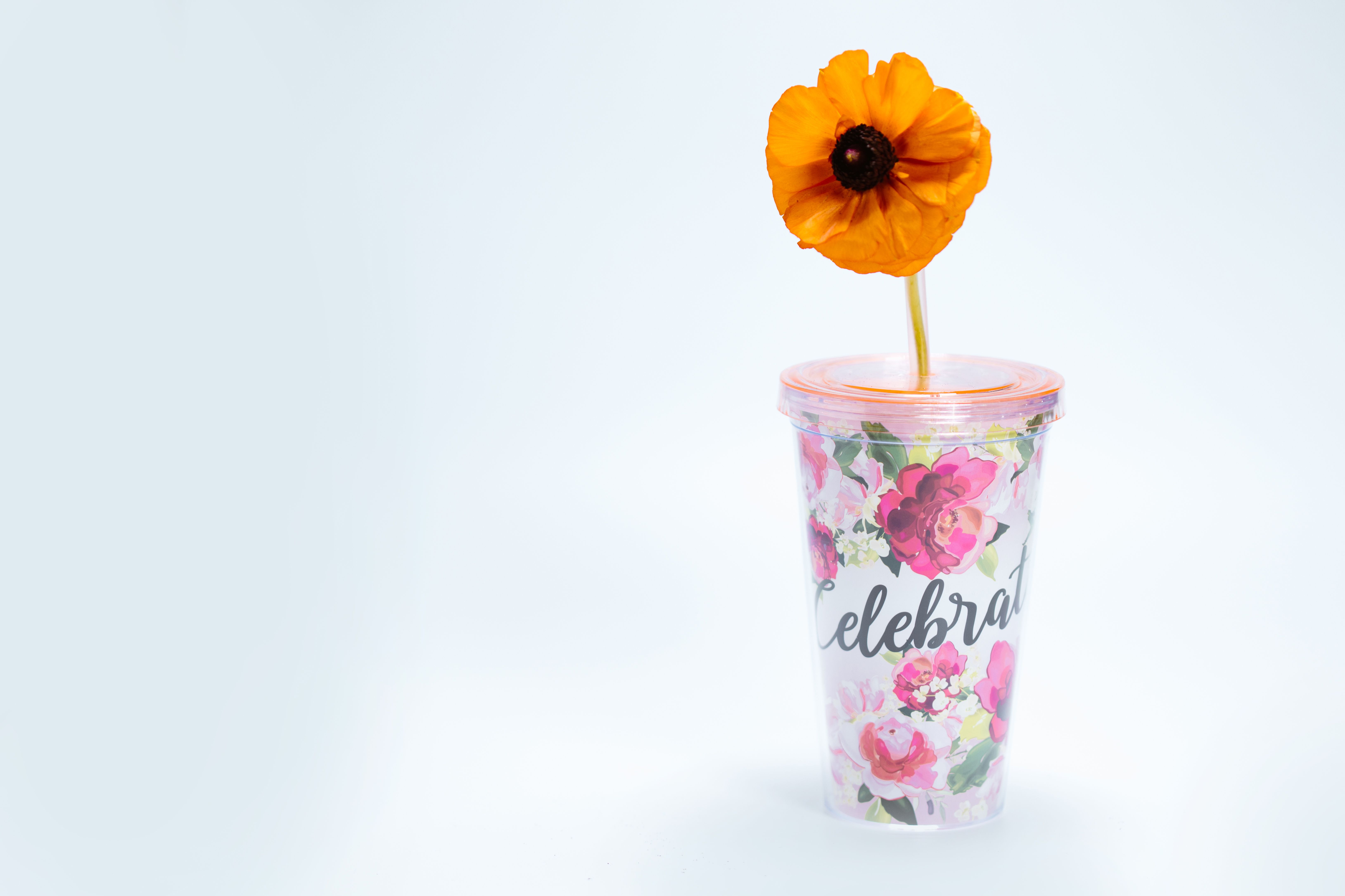 Yellow Flower on a Plastic Cup · Free Stock Photo
