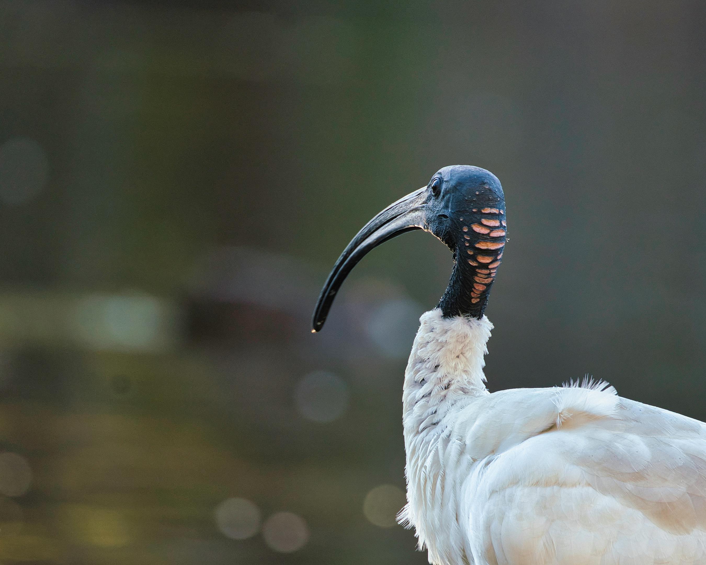 Close Up Photo of a White Bird with long Beak · Free Stock Photo