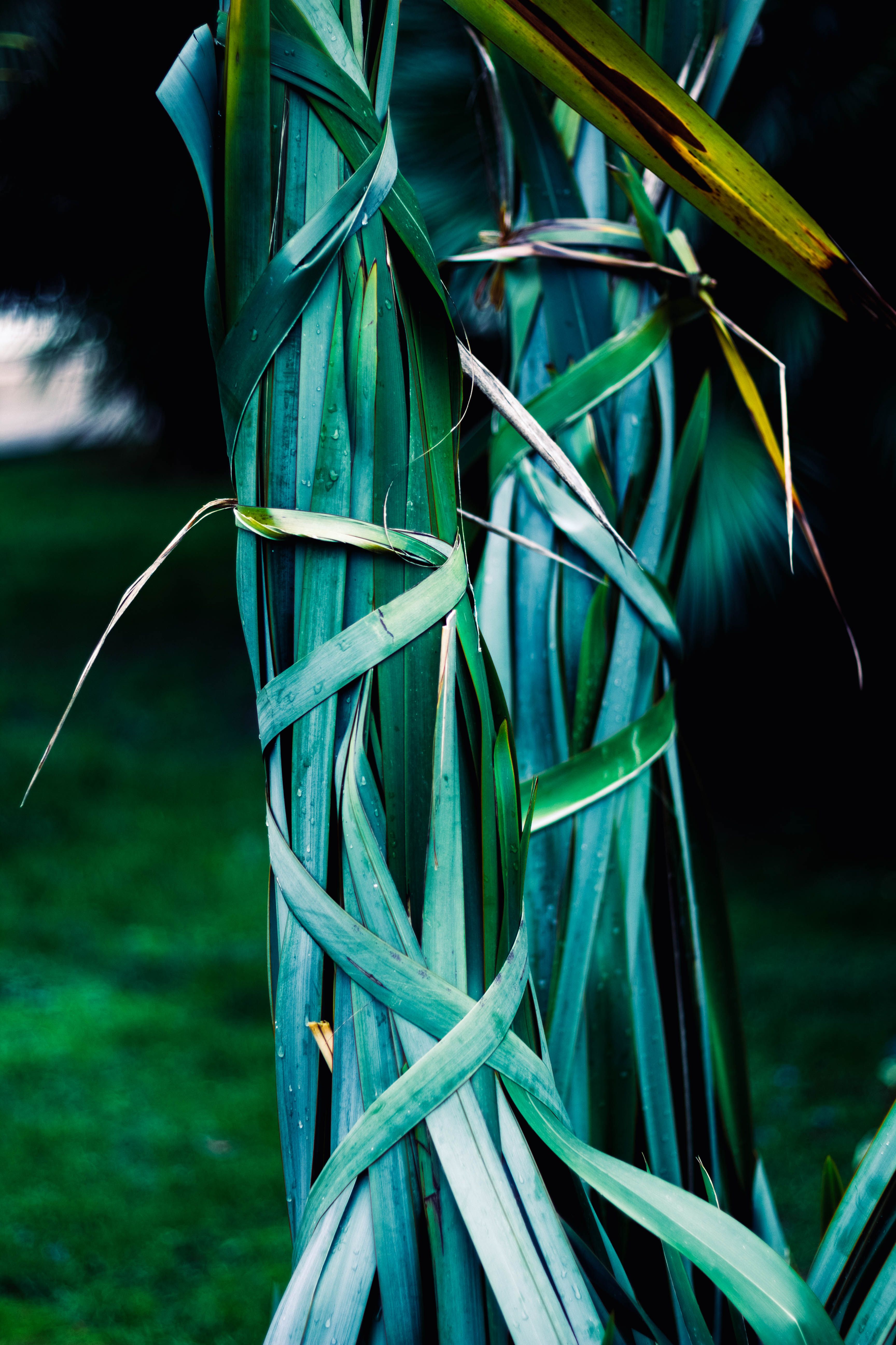 Two Green Plants · Free Stock Photo