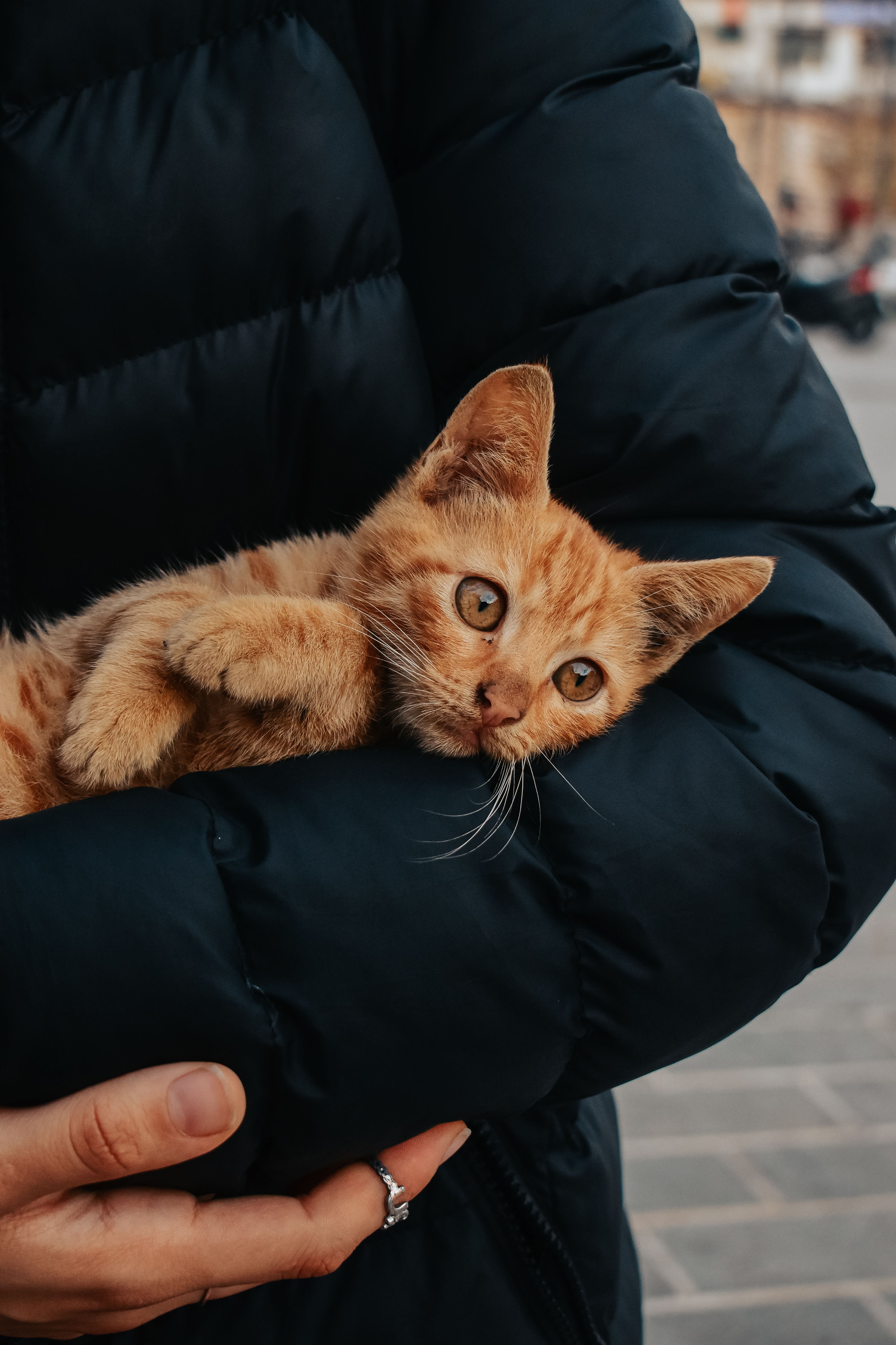 Person Carrying an Orange Tabby Cat · Free Stock Photo