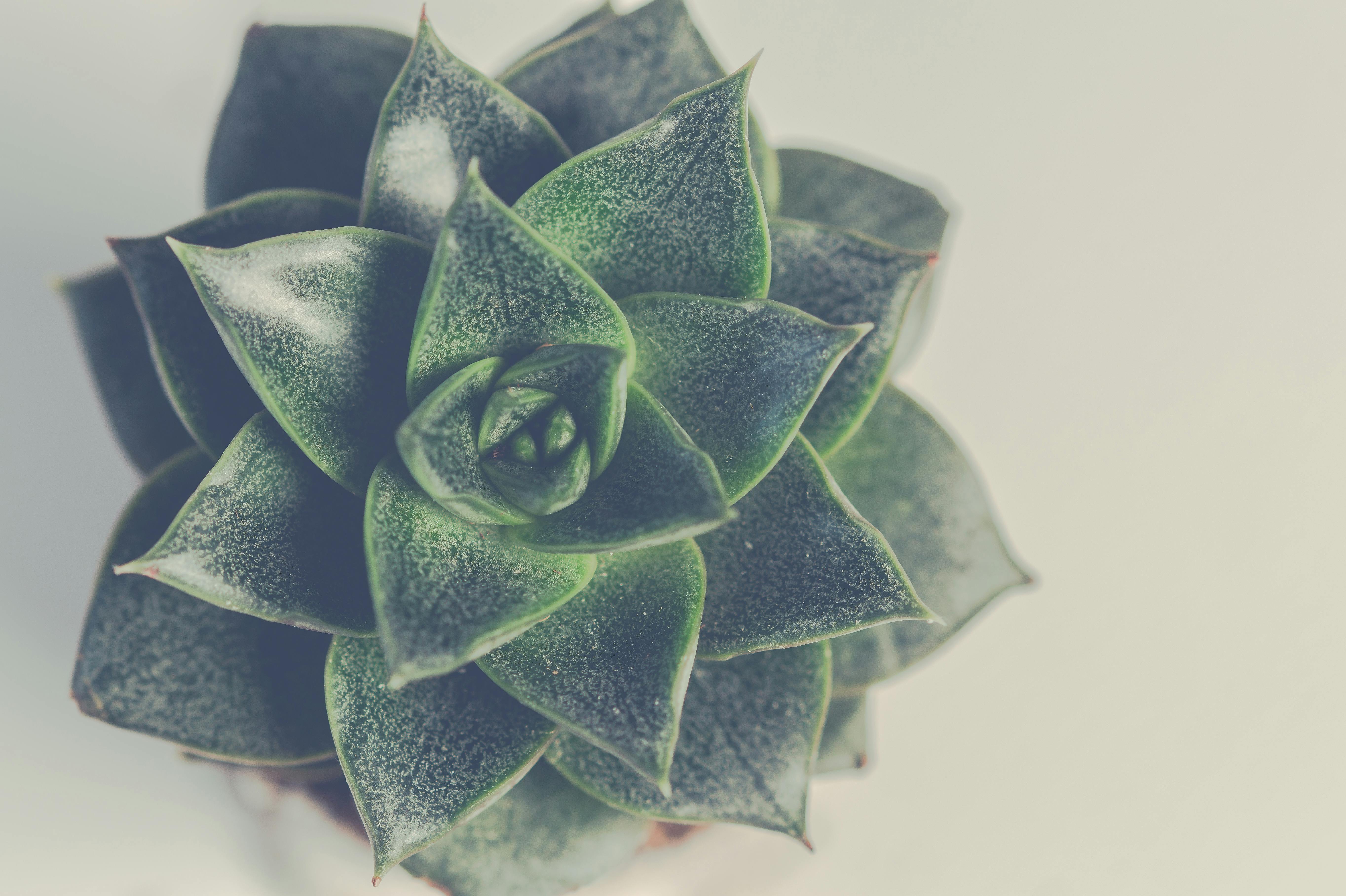 Green Succulent Plant · Free Stock Photo