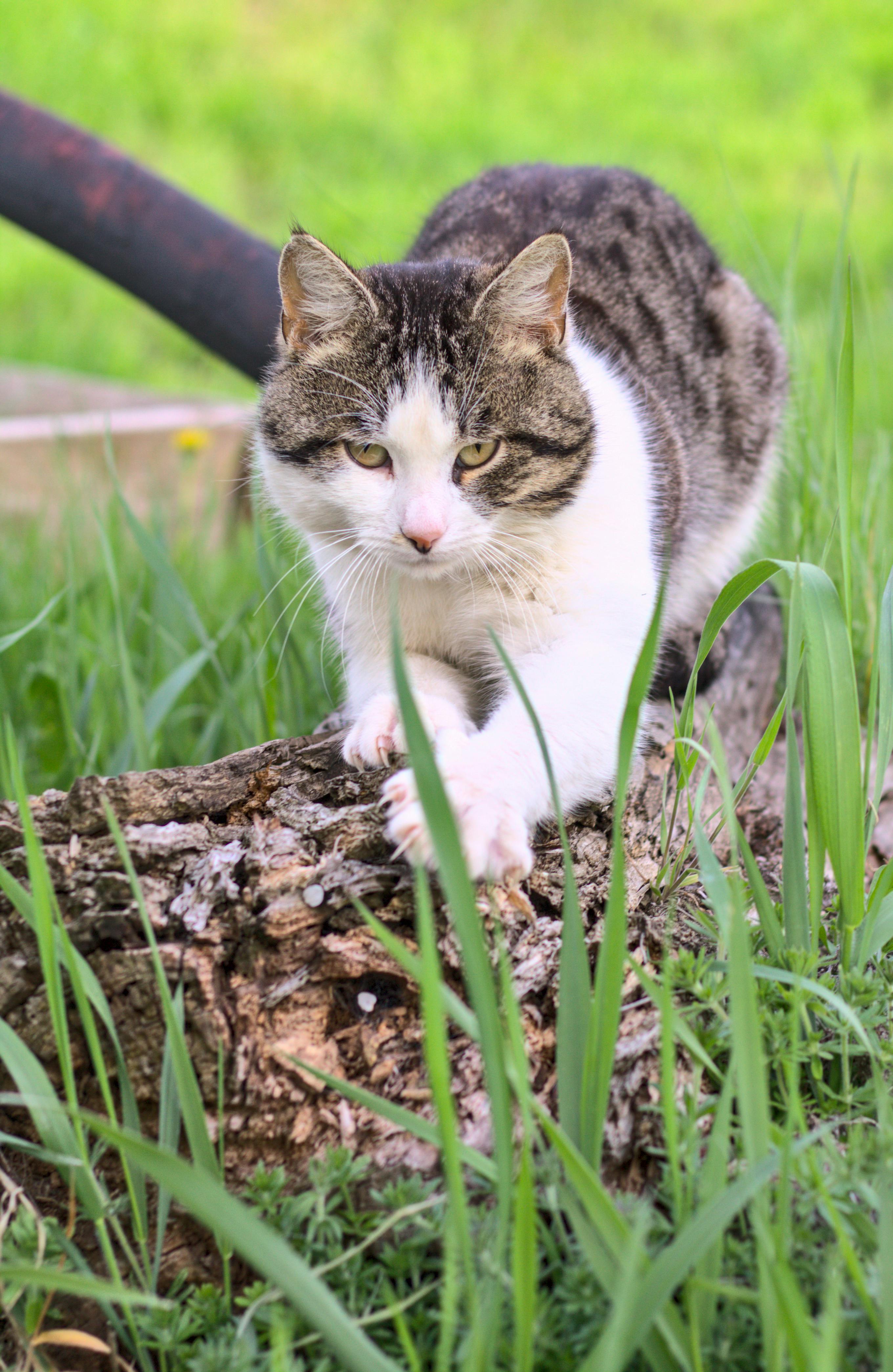 A Cat on a Log · Free Stock Photo