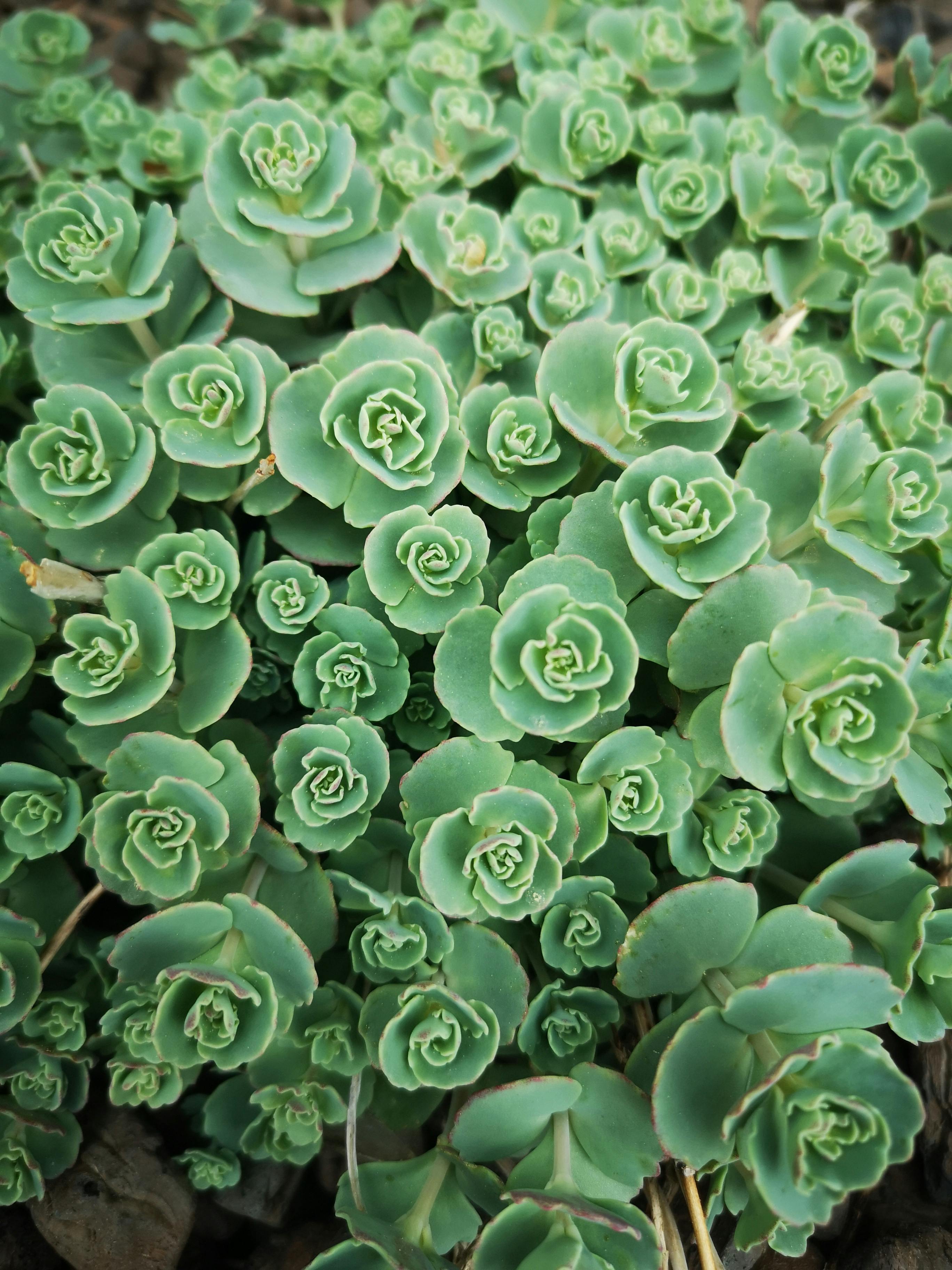 White Cluster Flowers in Bloom · Free Stock Photo