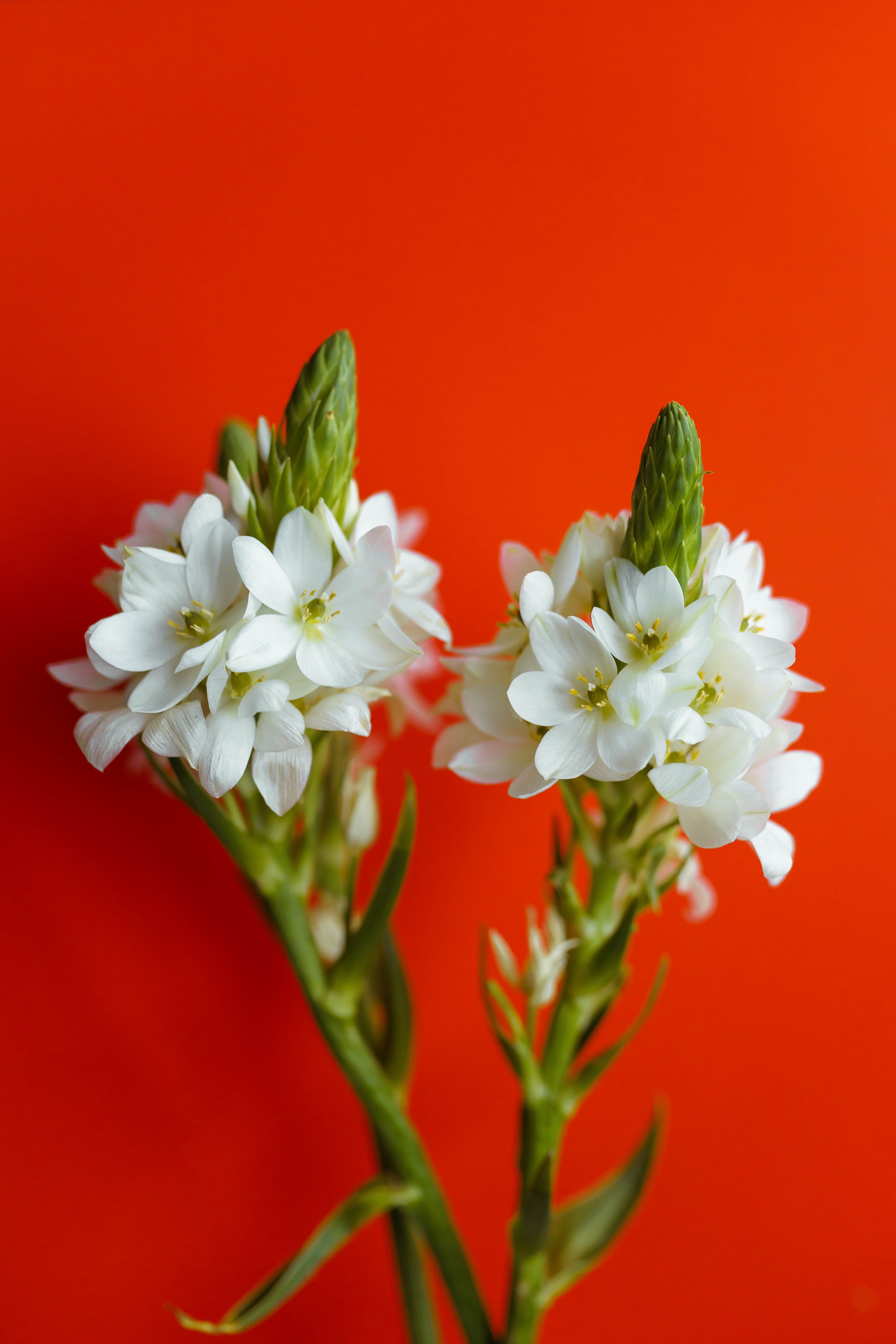 Stems of Beautiful White Flowers · Free Stock Photo