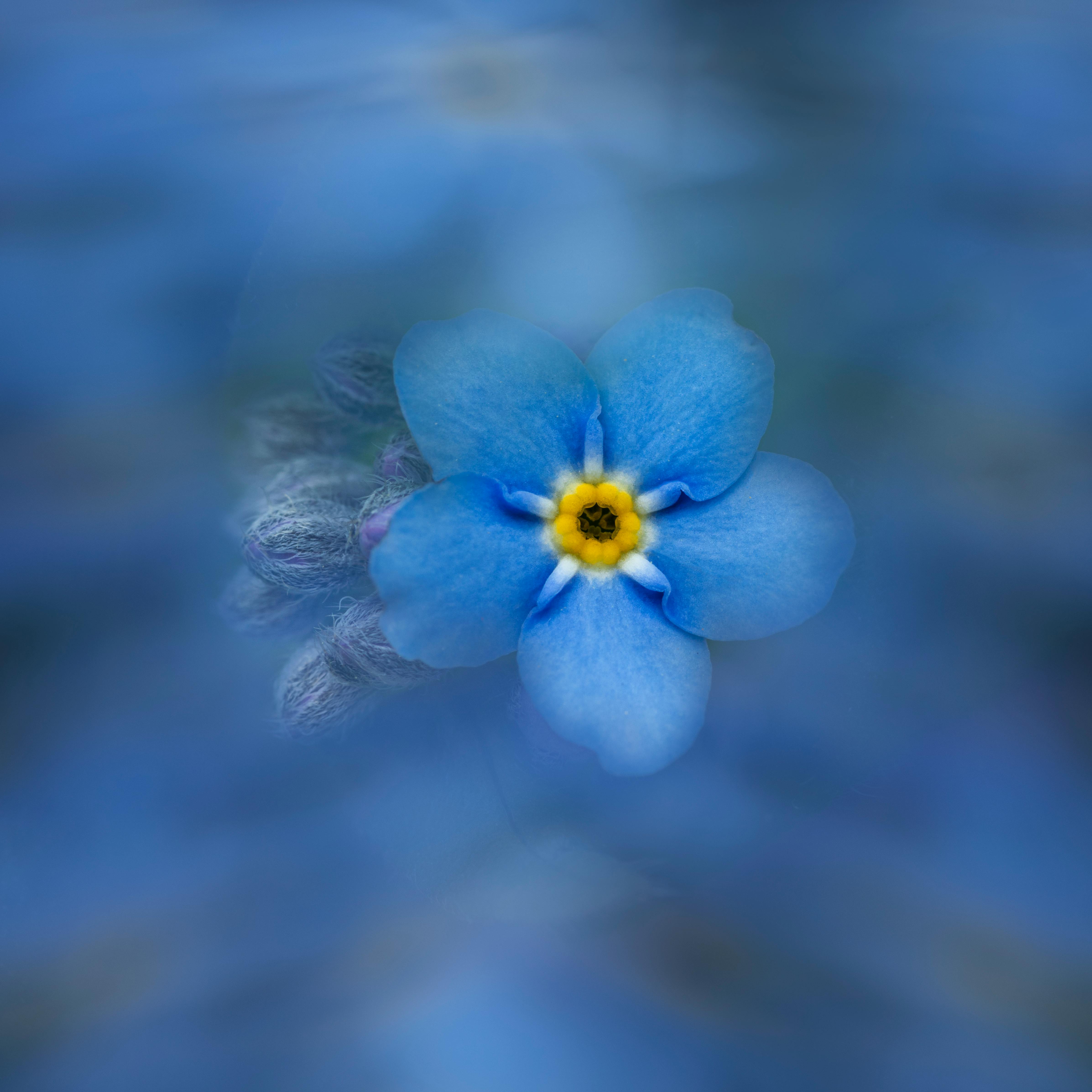 Forget Me Not Desktop Wallpaper Photos, Download The BEST Free Forget ...
