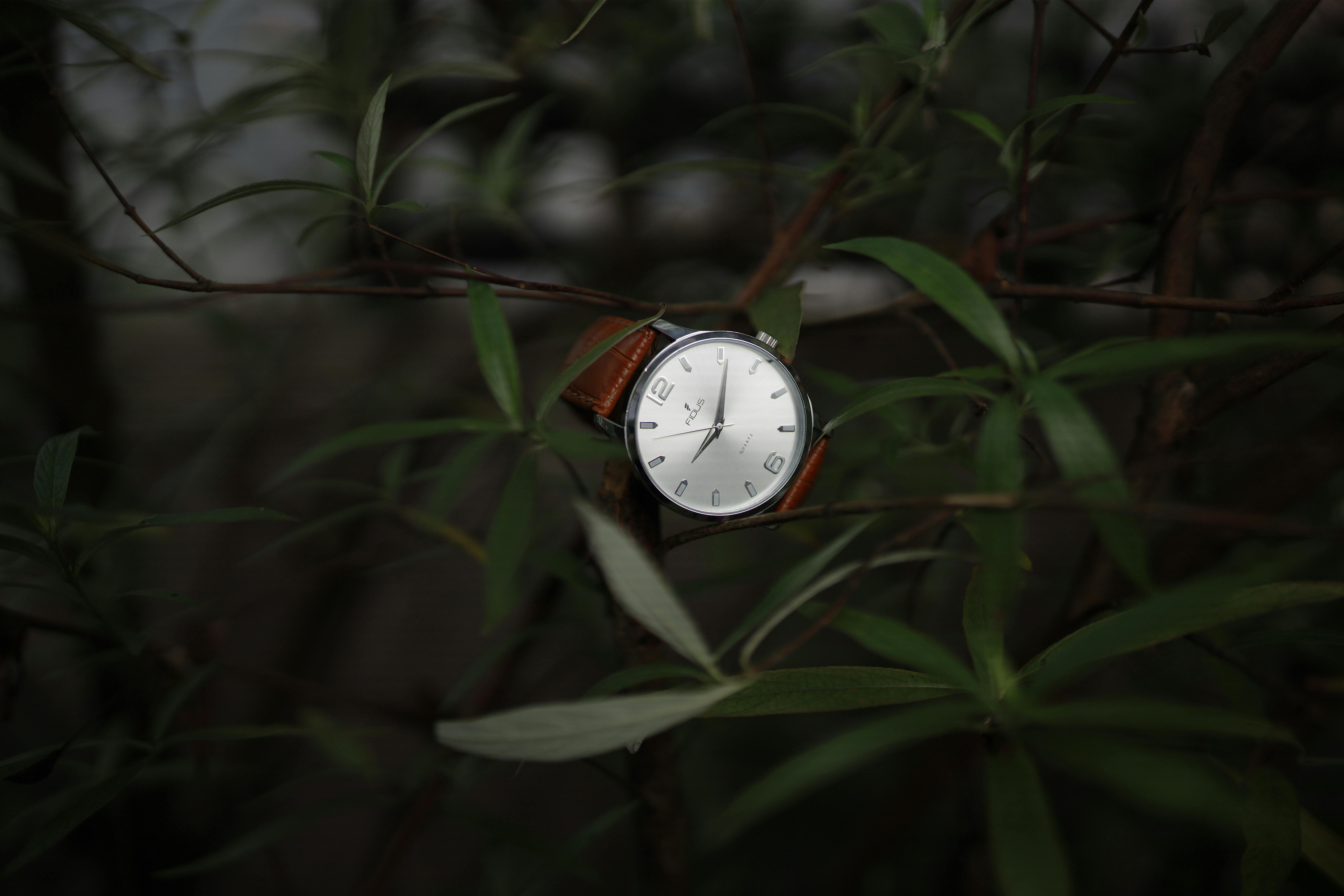 Plant Time Lapse Photos, Download The BEST Free Plant Time Lapse Stock ...