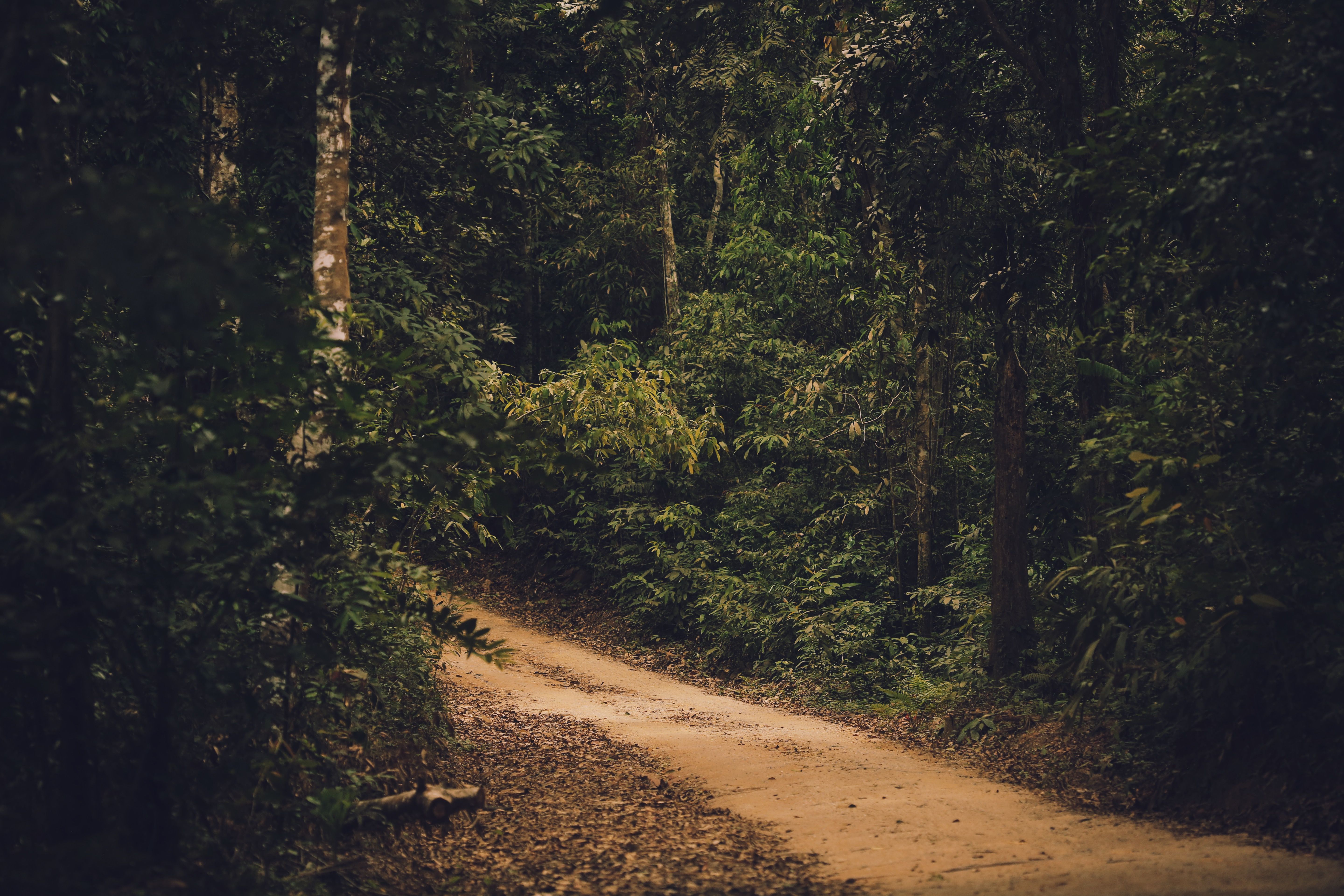 Scenic View of Forest · Free Stock Photo
