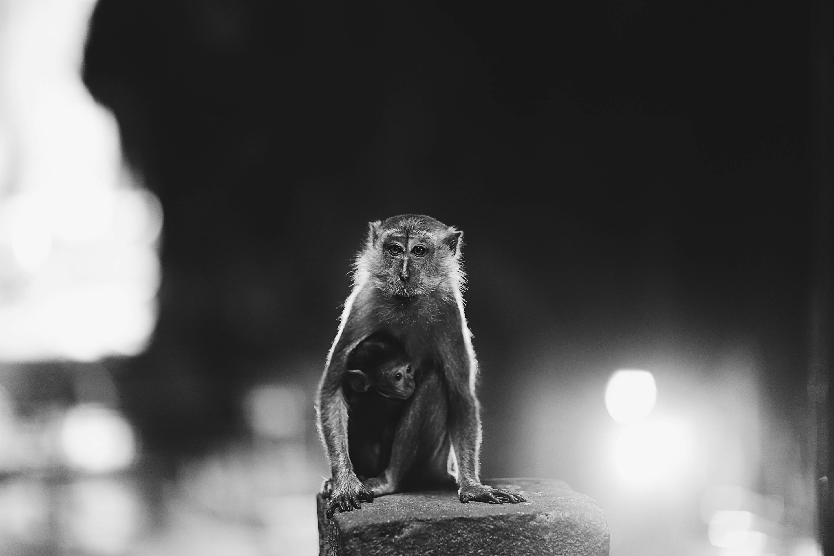 Cub Background Photos, Download The BEST Free Cub Background Stock ...