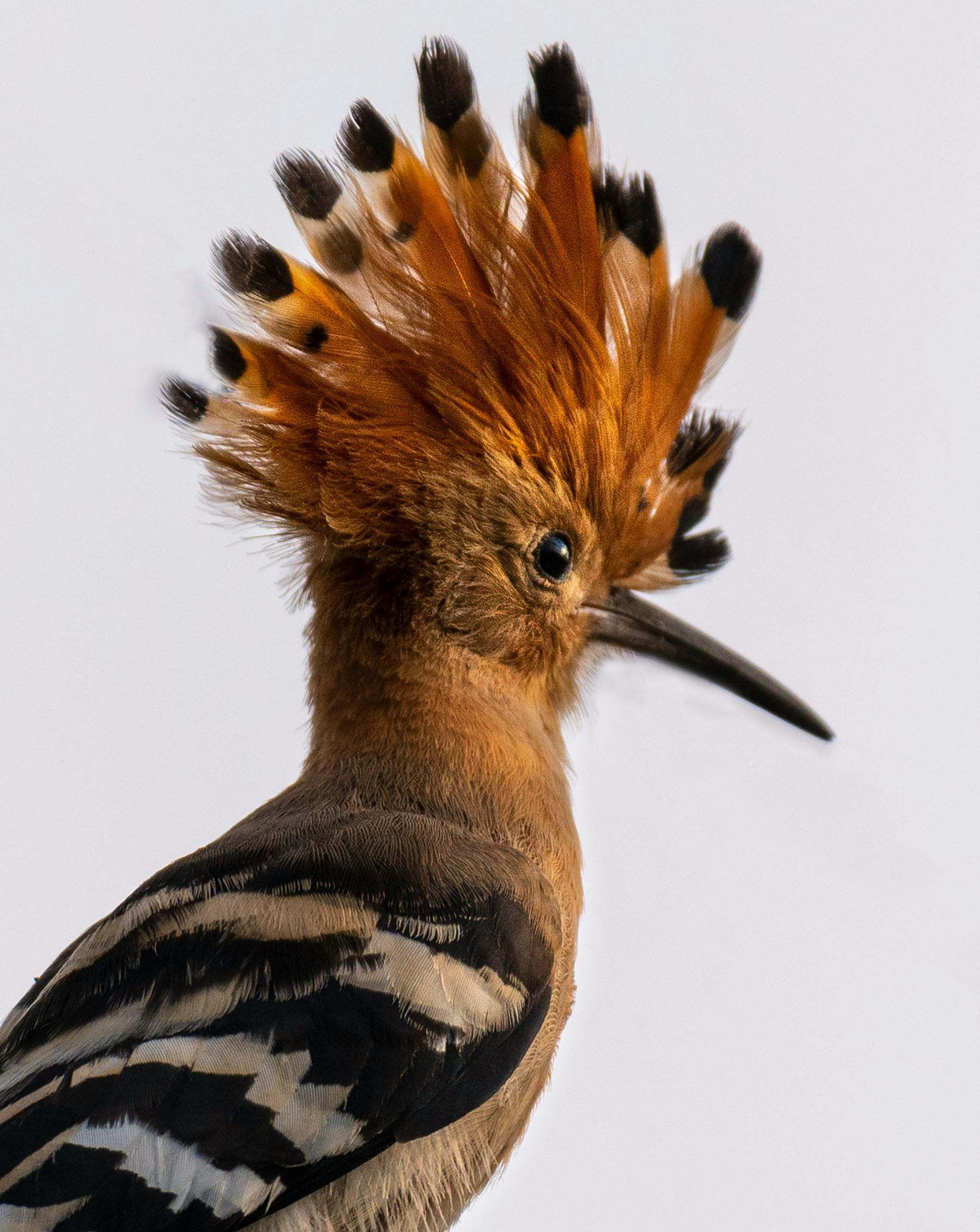Hoopoe Photos, Download The BEST Free Hoopoe Stock Photos & HD Images