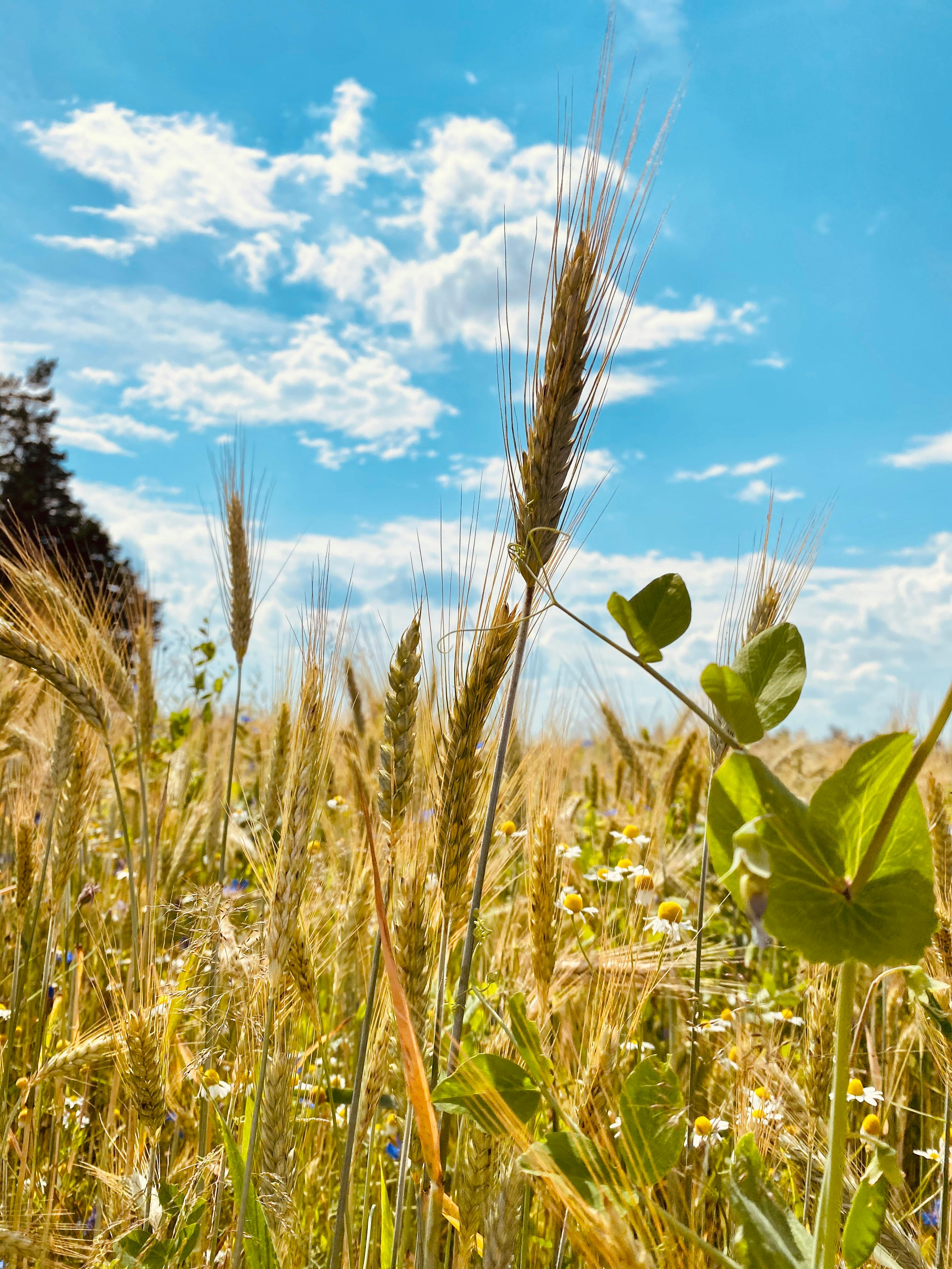 Christian Rieger - 写真