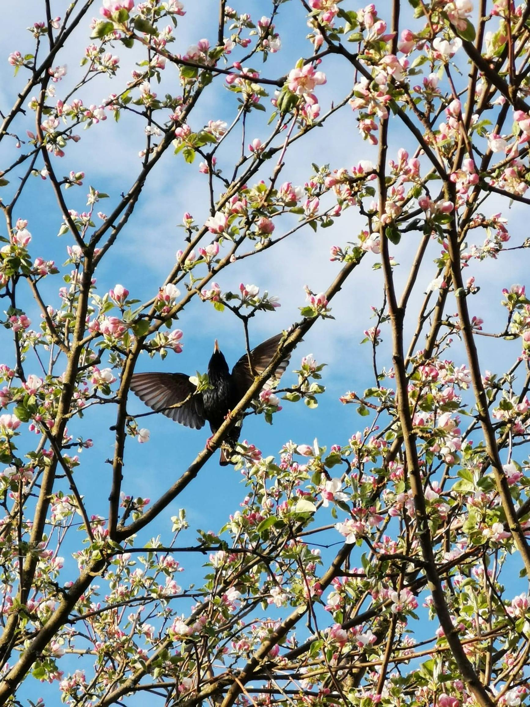 A Bird on a Tree Branch with Flowers · Free Stock Photo