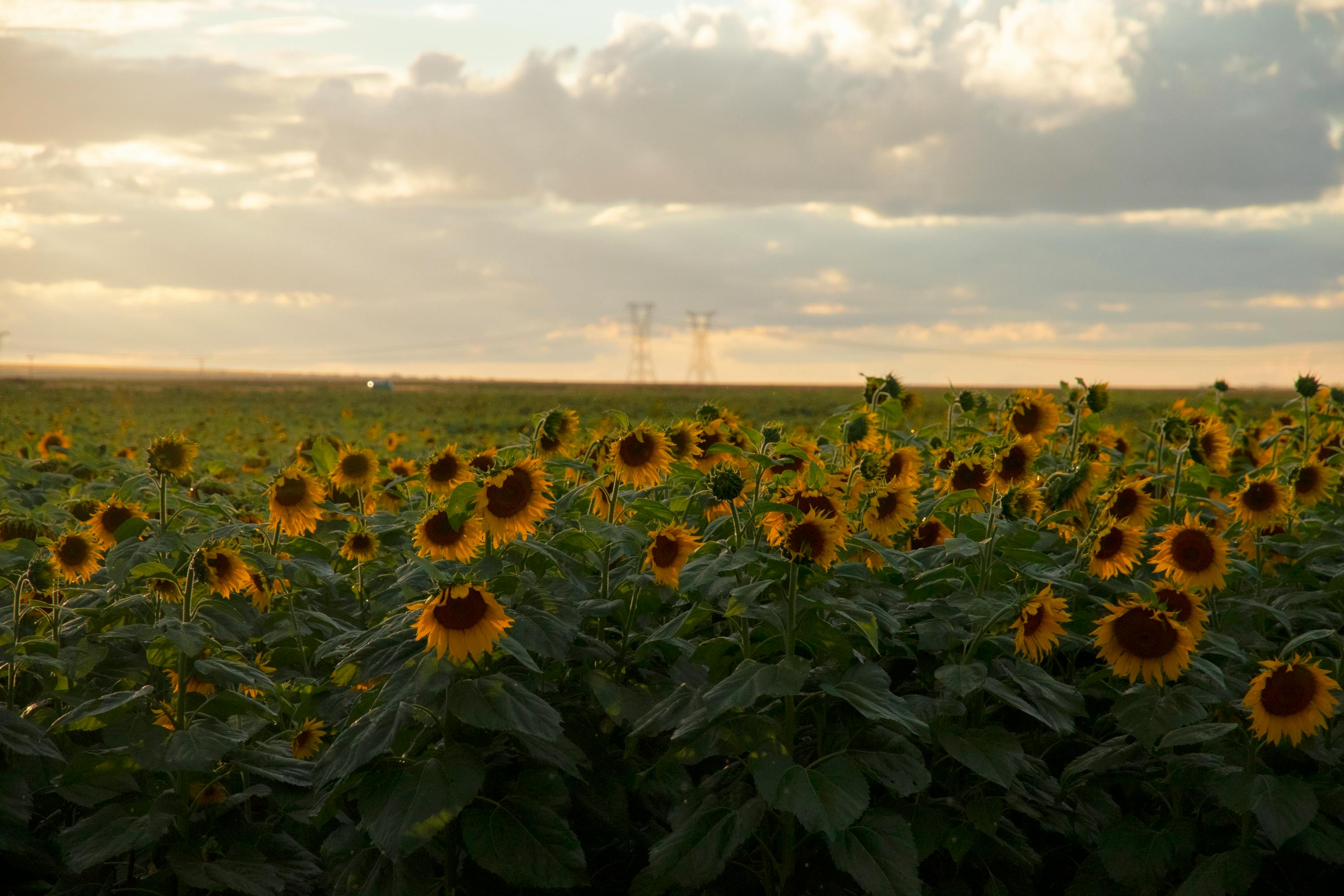 A Field of Sunflowers in Bloom · Free Stock Photo