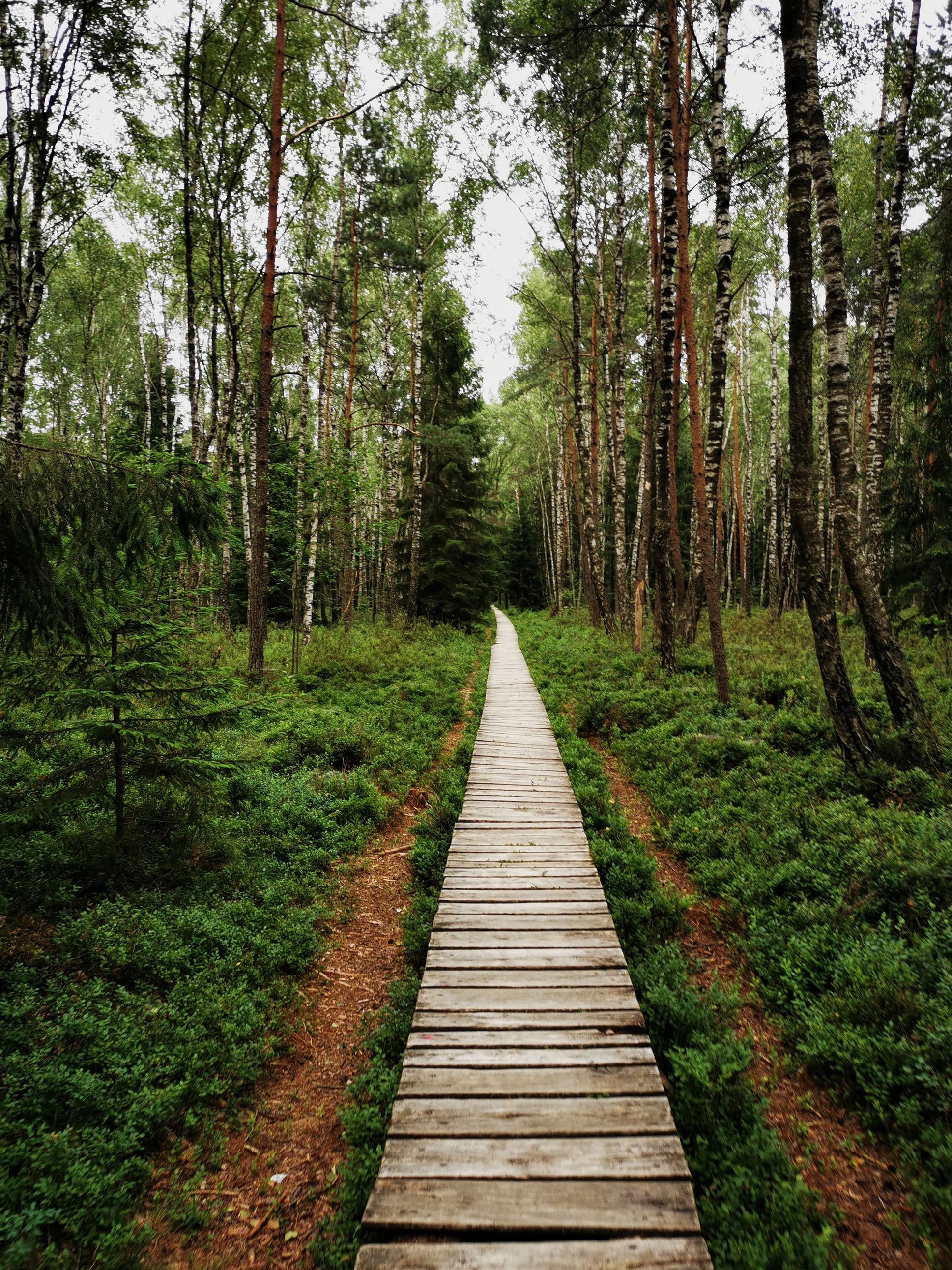A Wooden Pathway in a Forest · Free Stock Photo