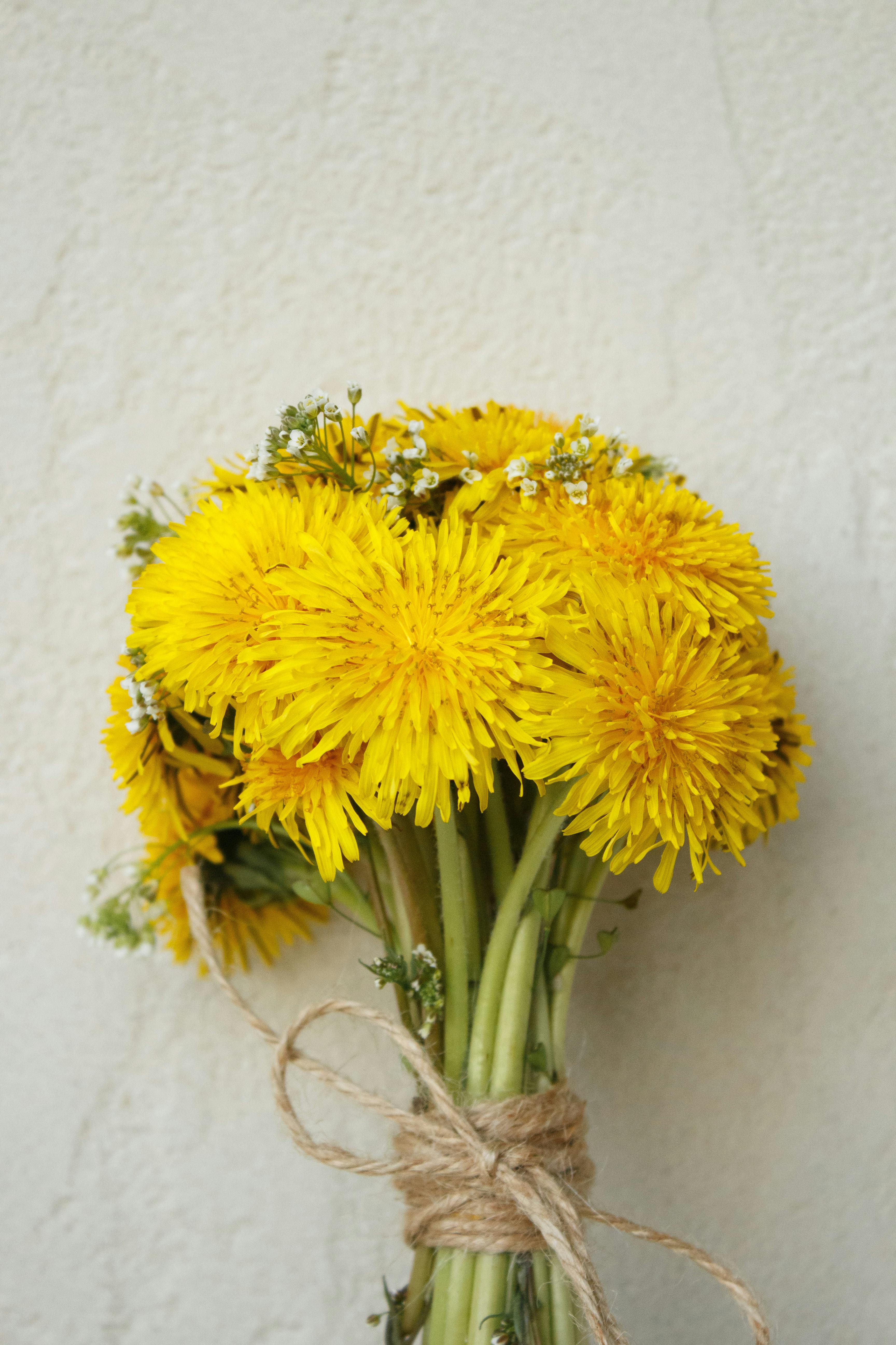 Yellow Dandelion Photos, Download The BEST Free Yellow Dandelion Stock ...