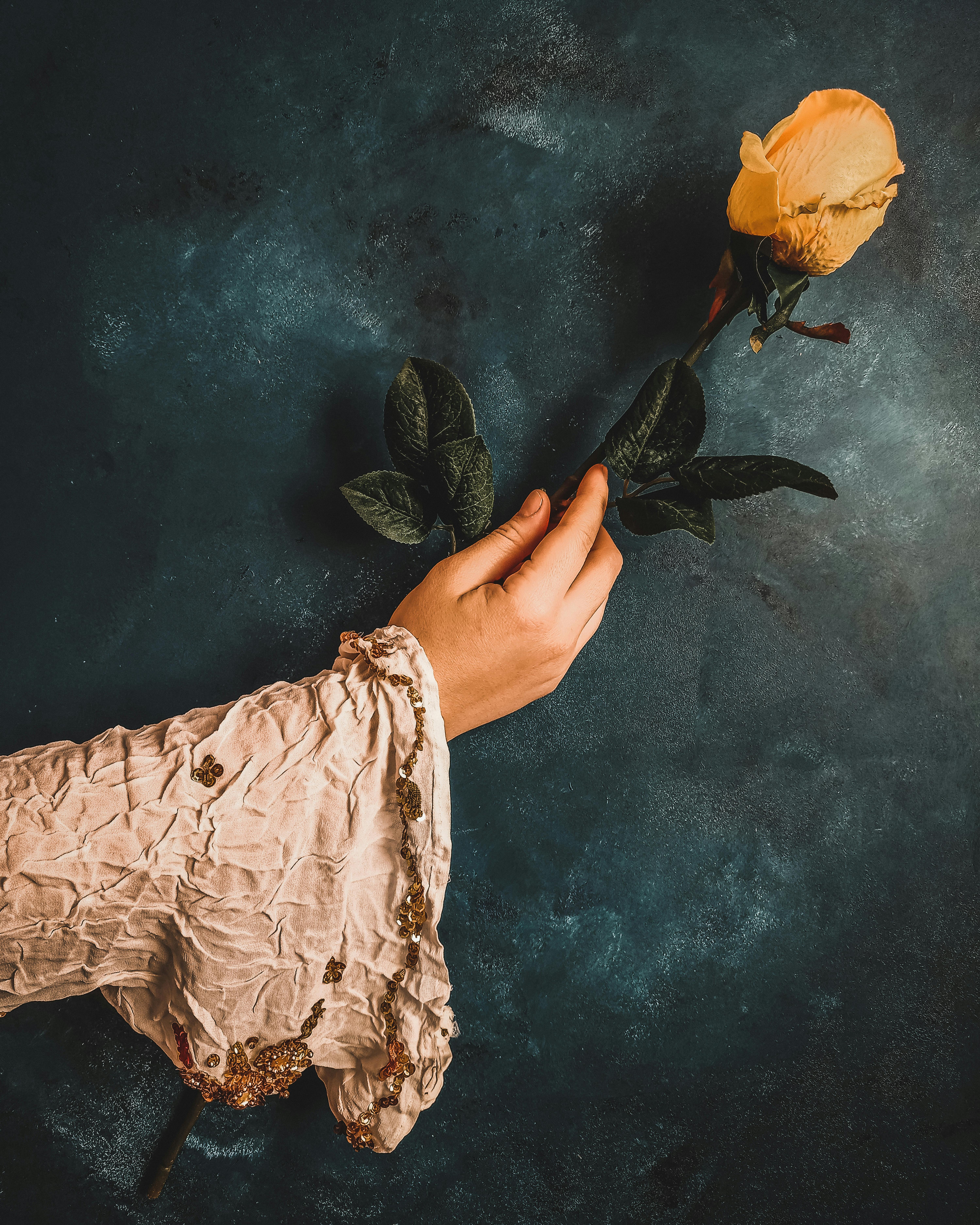 A Person Holding a Yellow Rose · Free Stock Photo