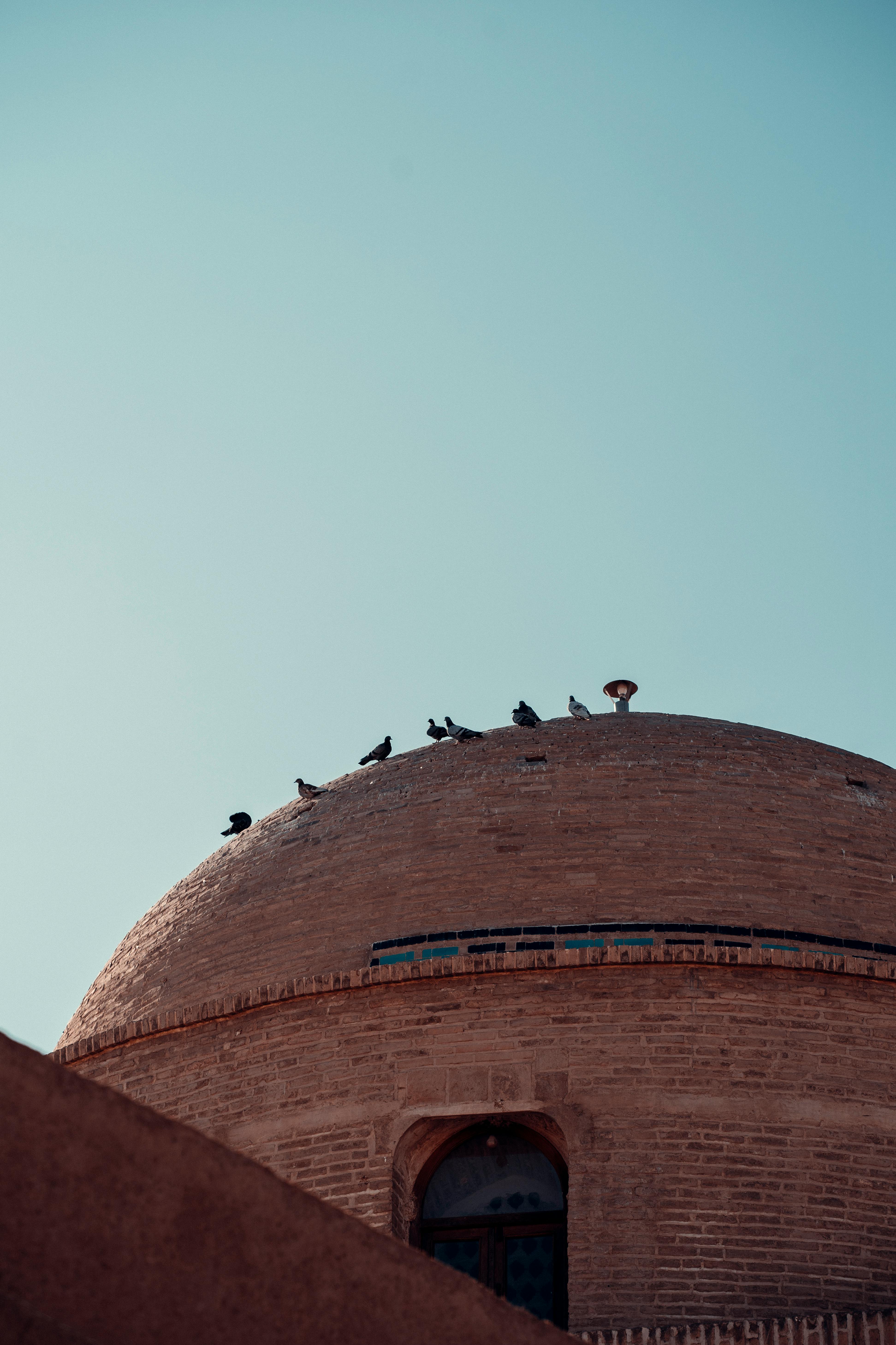Birds on dome of mosque · Free Stock Photo