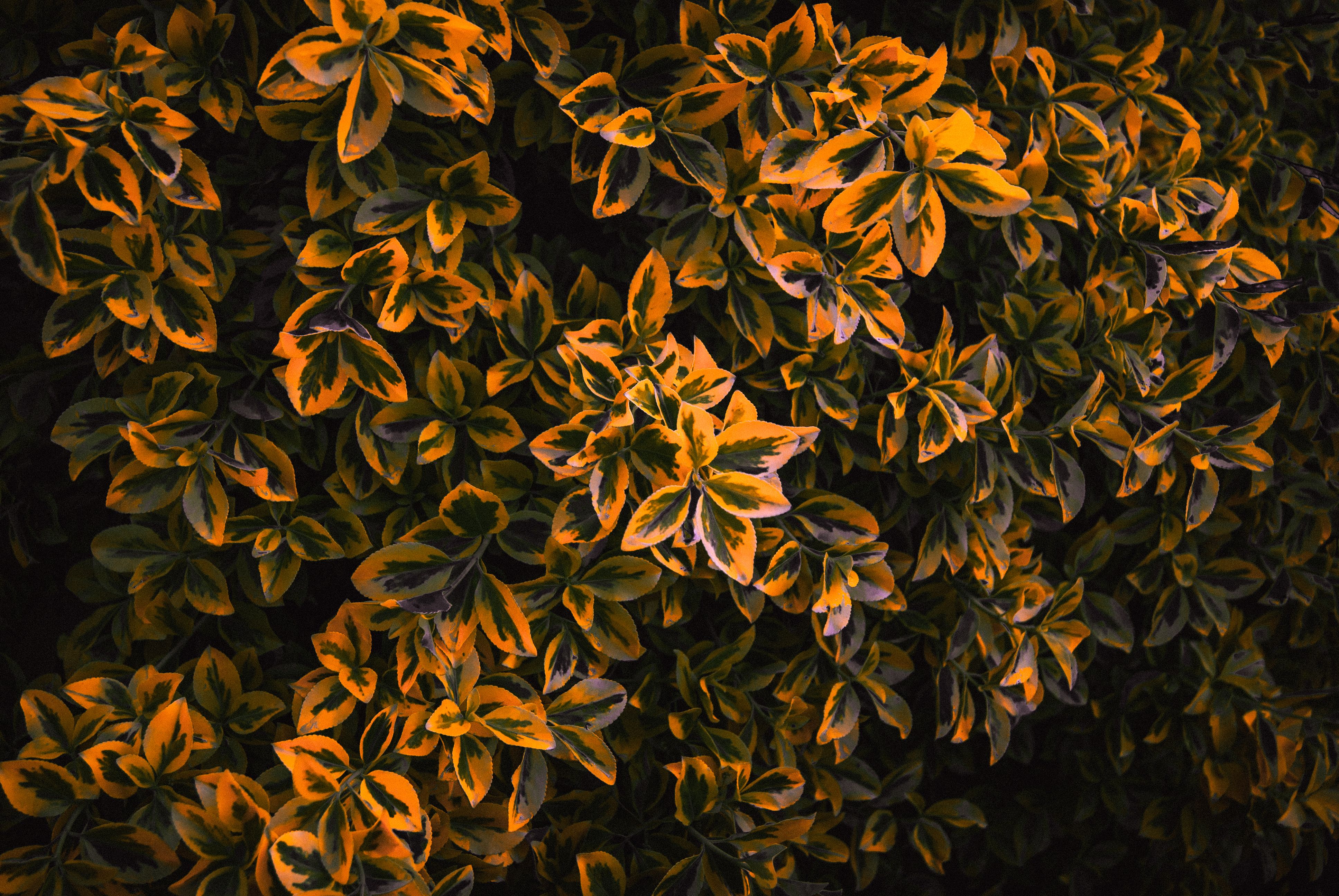 Fortune's Spindle Plant in Macro Shot Photography · Free Stock Photo