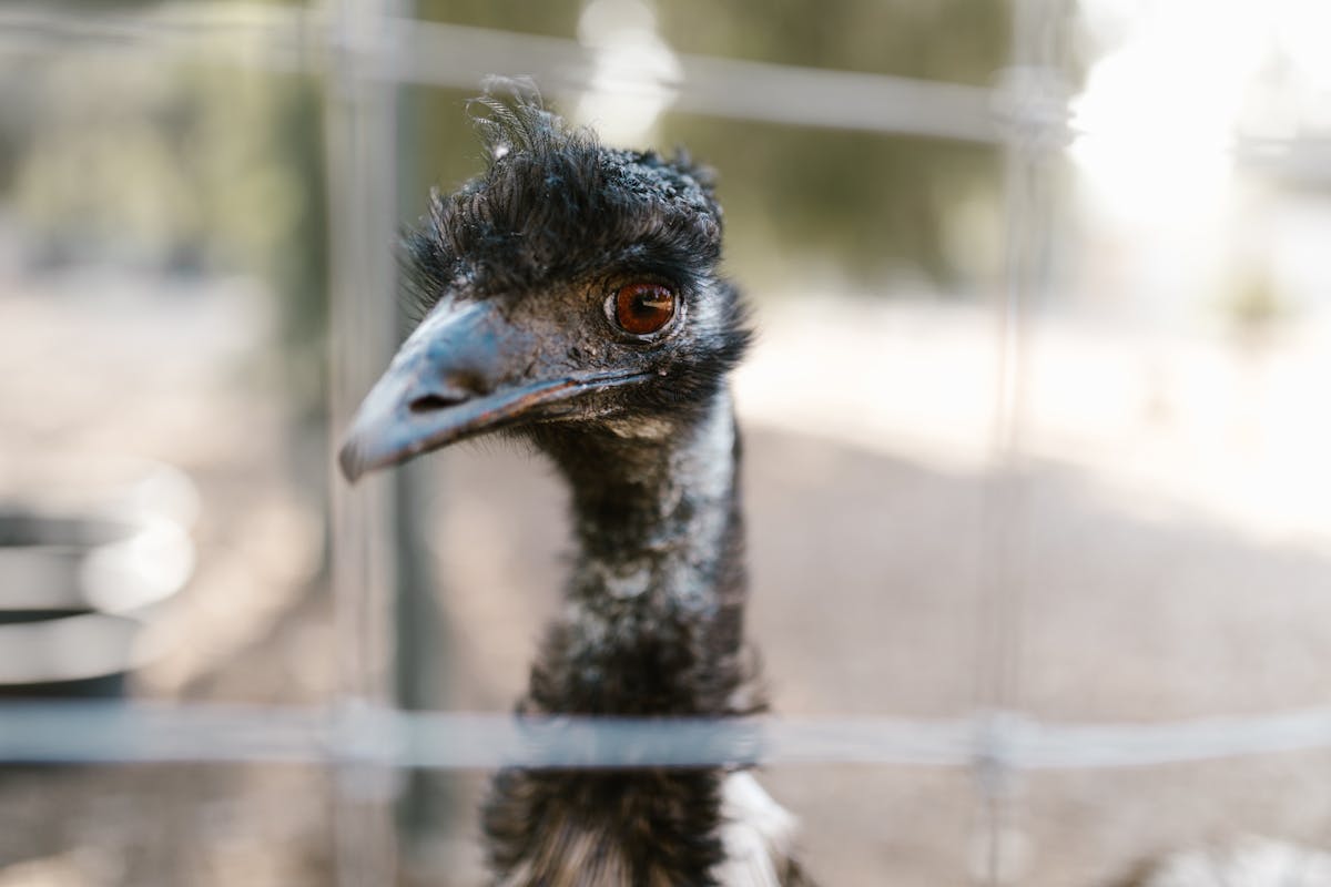 How Fast Can an Emu Bird Run? [Comprehensive Answer] - Nahf.org