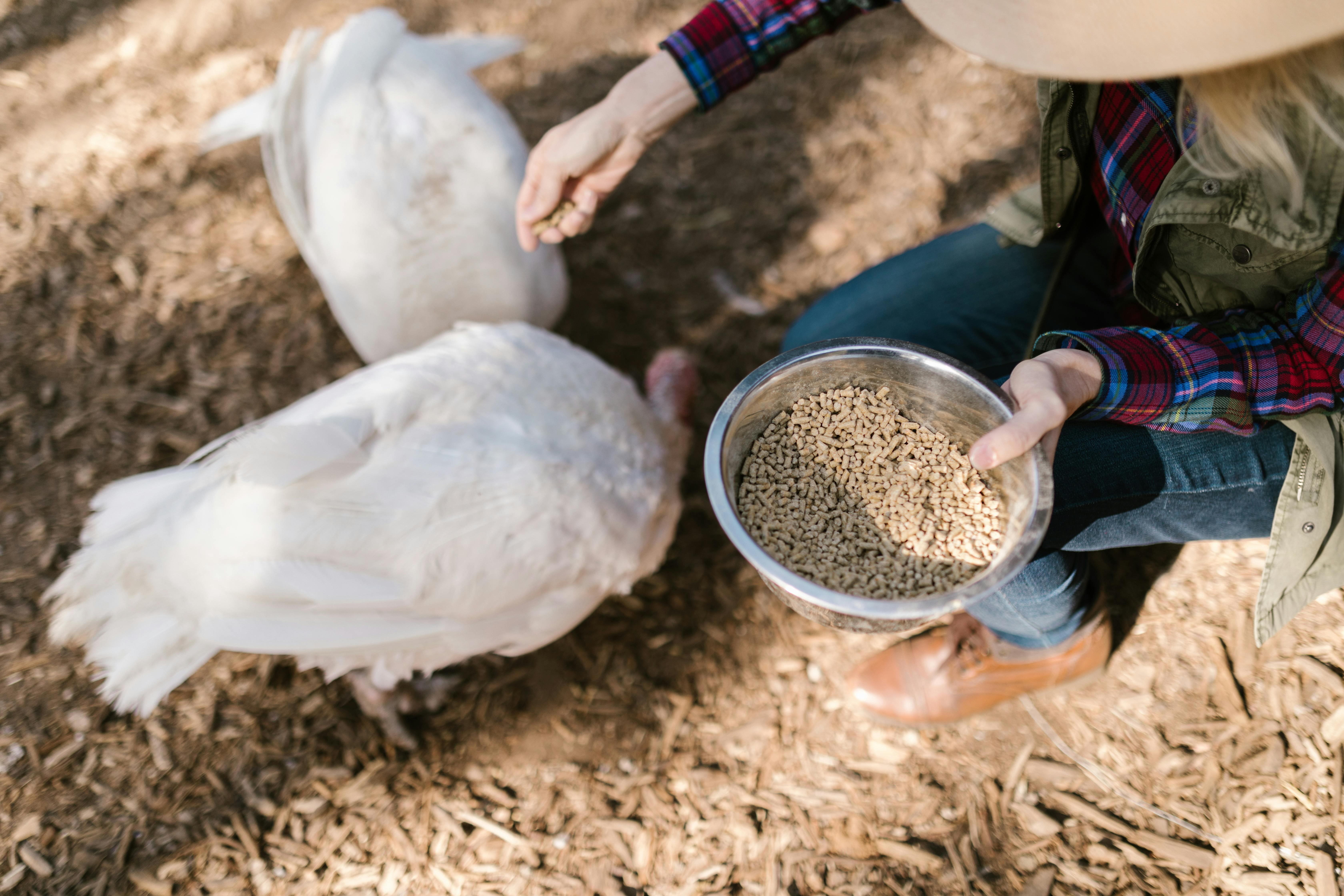 A Woman Feeding the Animals · Free Stock Photo