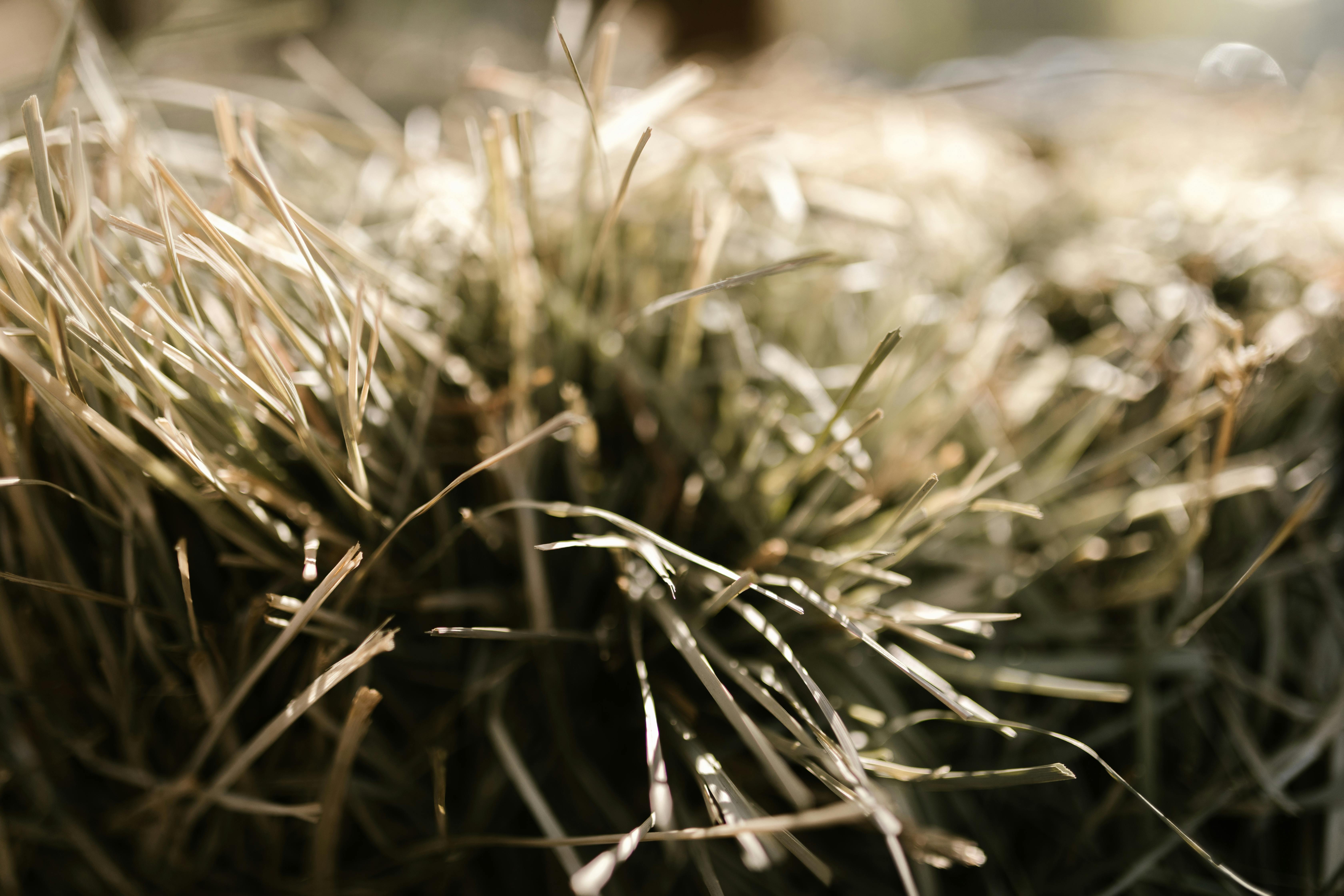 Close-Up Shot of Brown Grass · Free Stock Photo