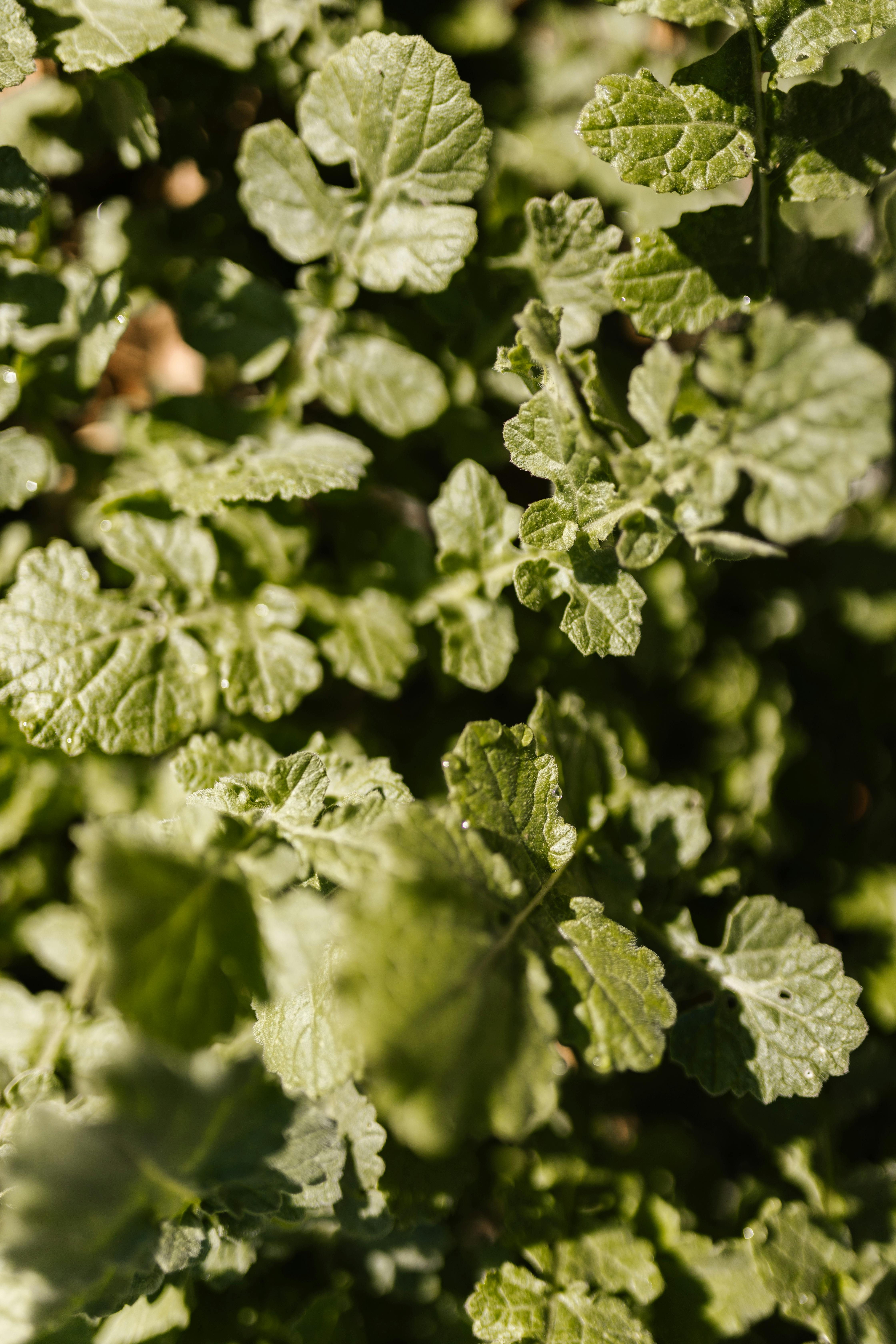 Green Plants on White Line on Ground · Free Stock Photo