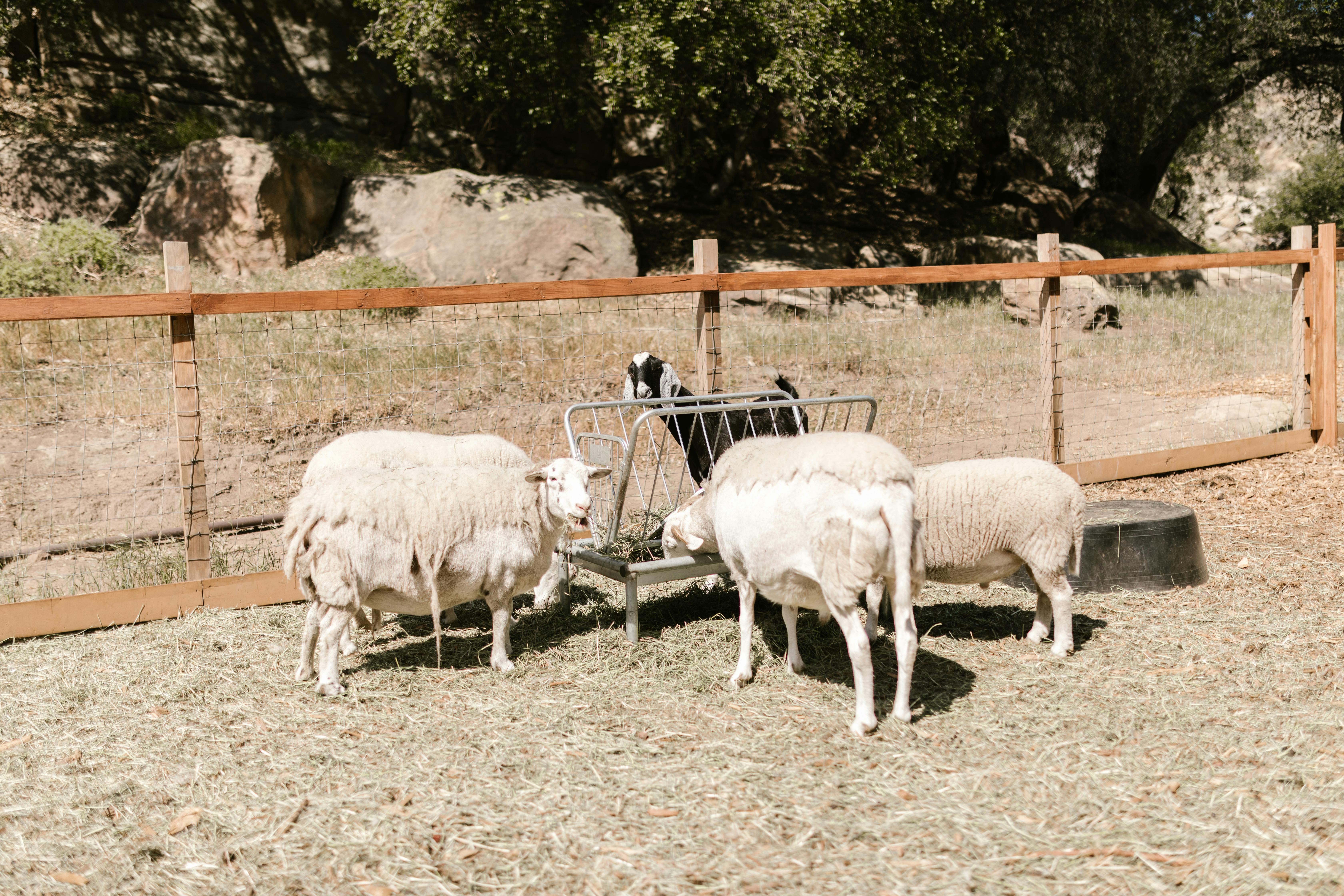 Sheep Forage Photos, Download The BEST Free Sheep Forage Stock Photos ...
