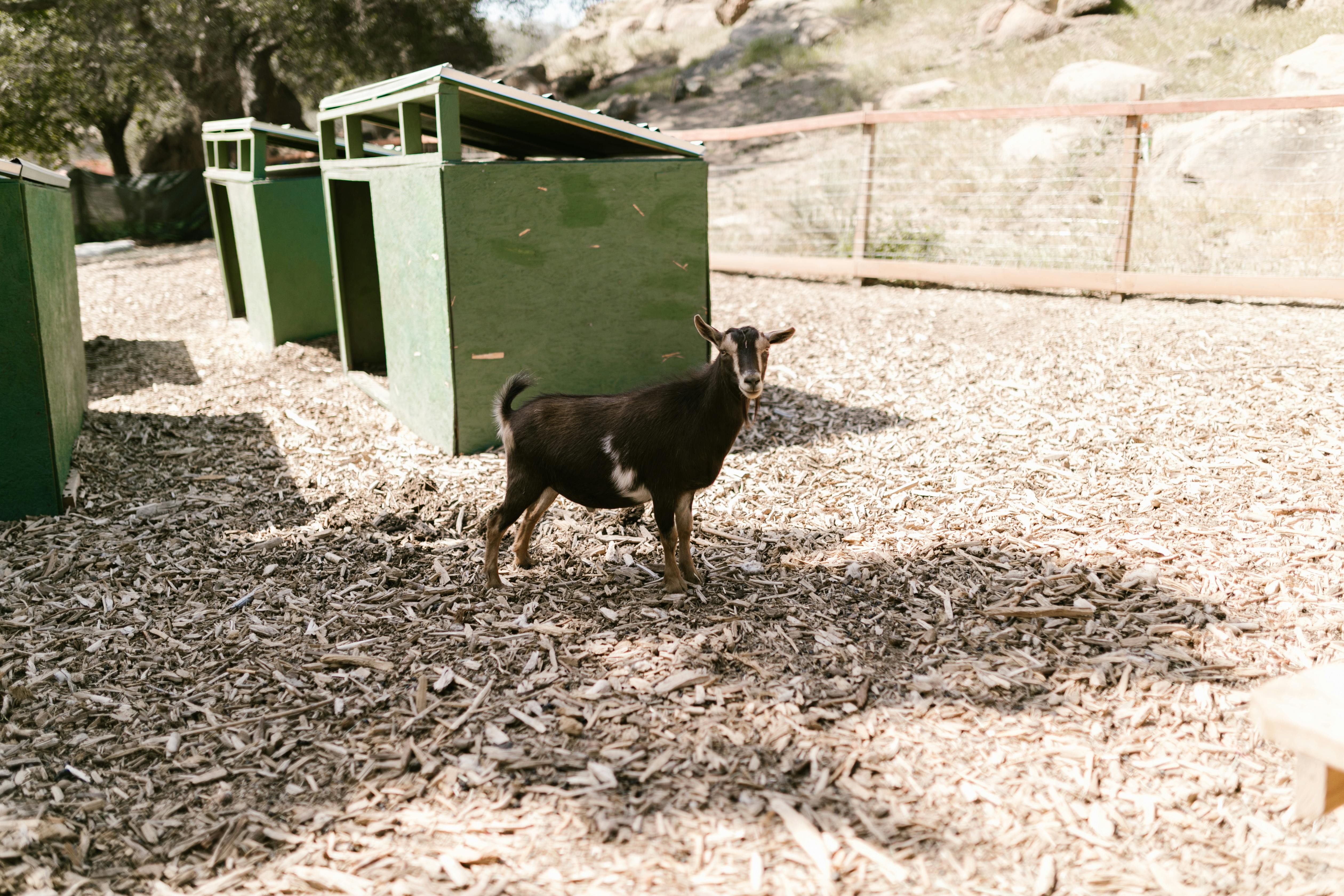 A Goat Near Wooden Huts · Free Stock Photo
