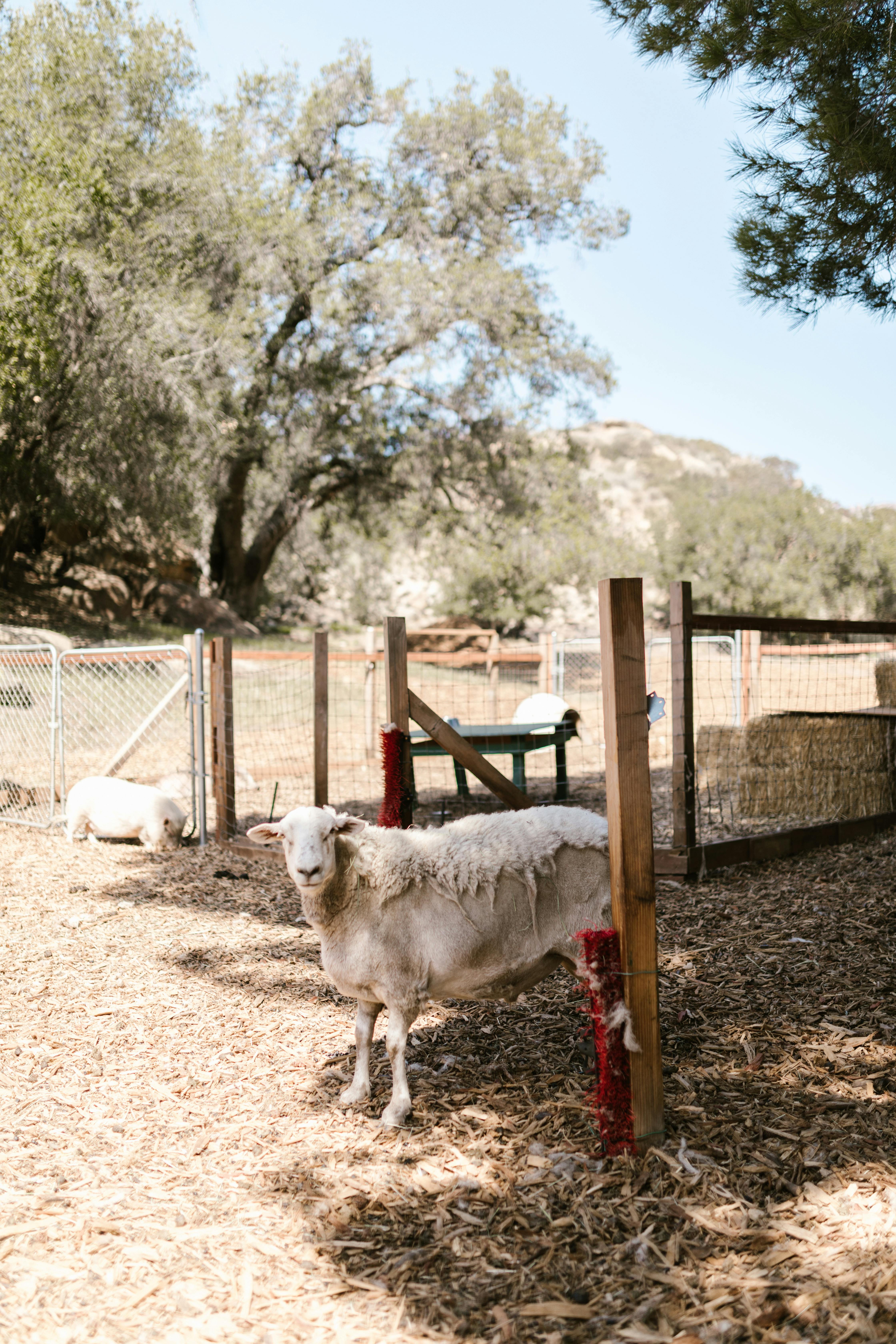 Sheep on Farm · Free Stock Photo