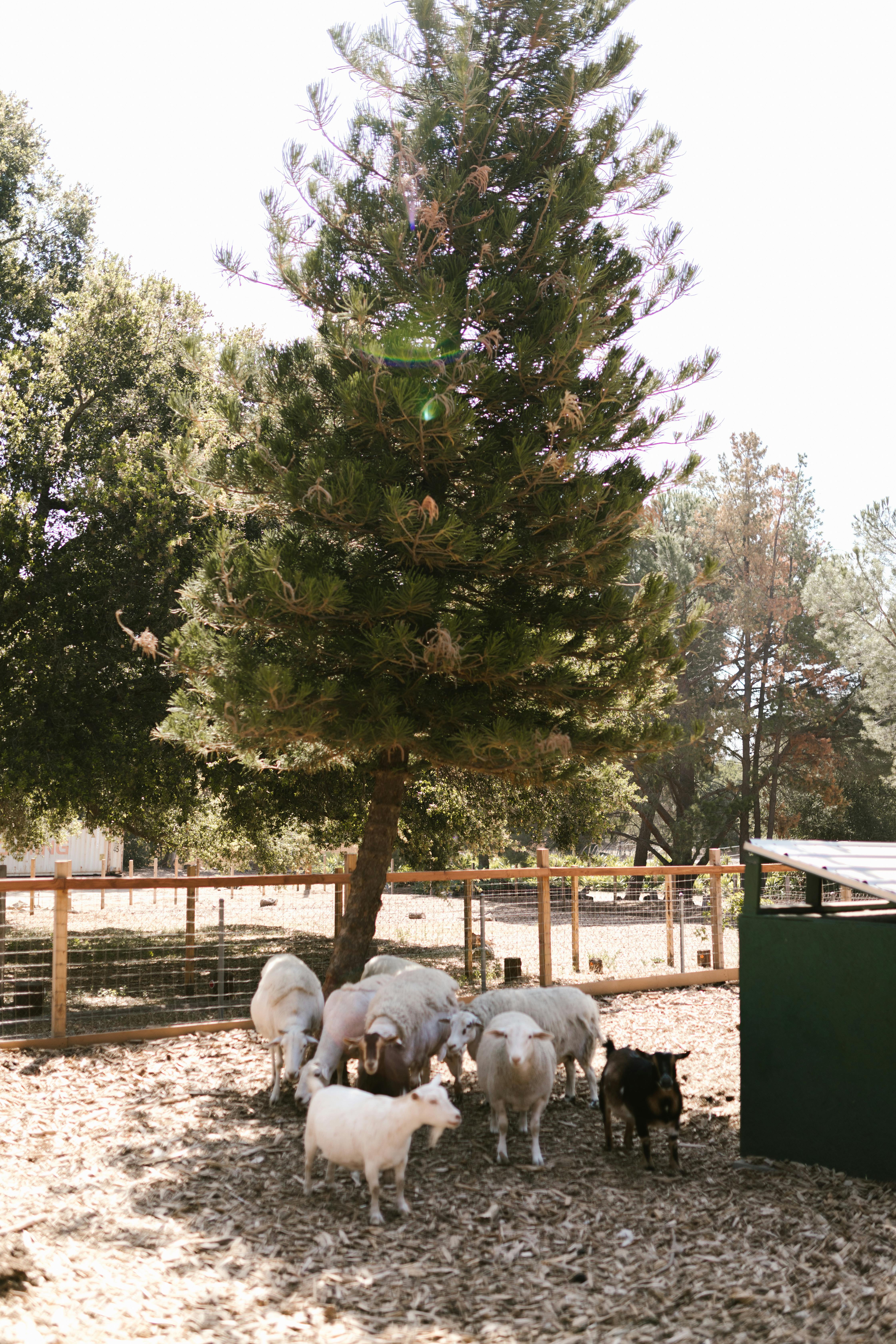 Herd of Goats Near Pine Tree · Free Stock Photo