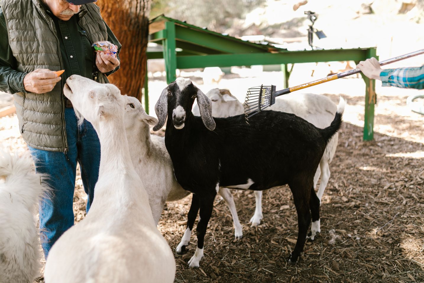 Recognizing Signs of Animal Neglect and Taking Action